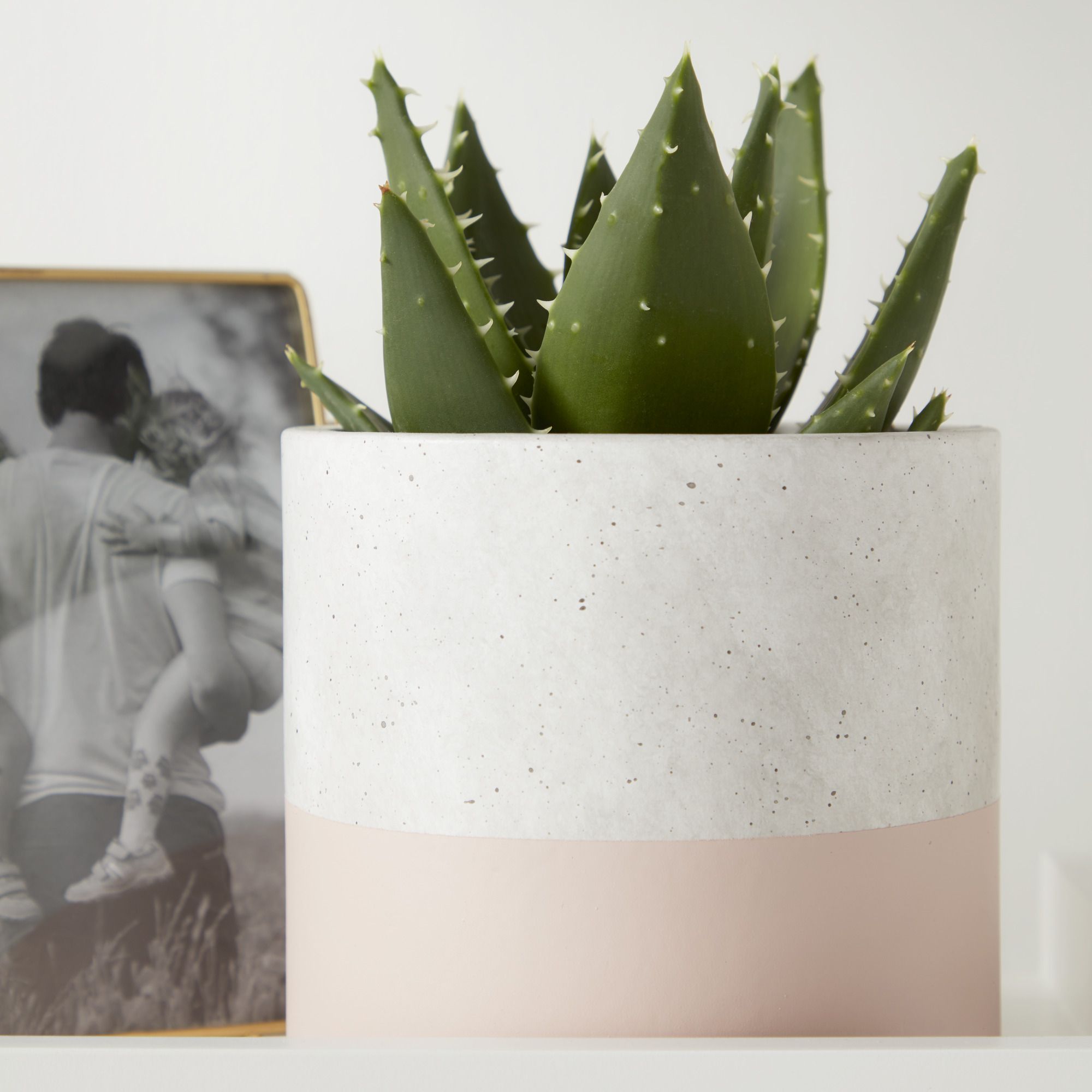 Cactus dwarf Aloe vera in Terracotta Plastic Grow pot