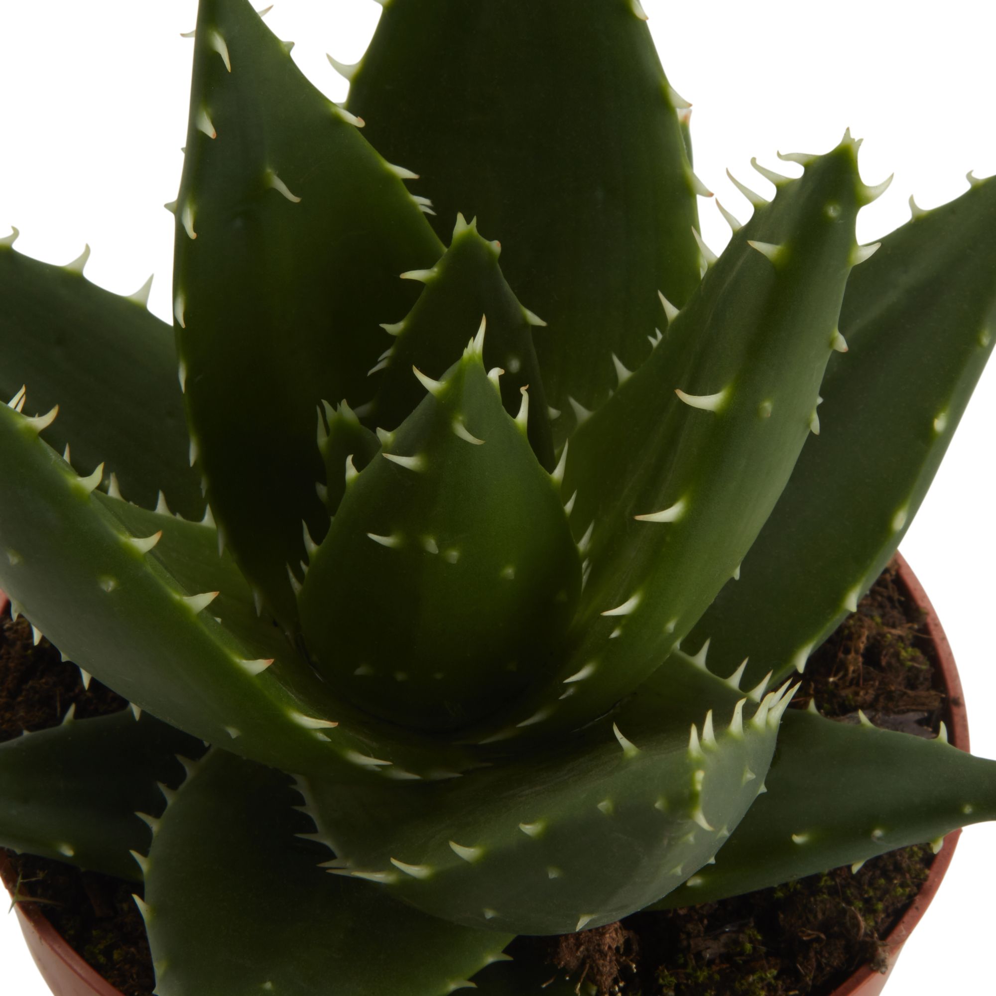 Cactus dwarf Aloe vera in Terracotta Plastic Grow pot