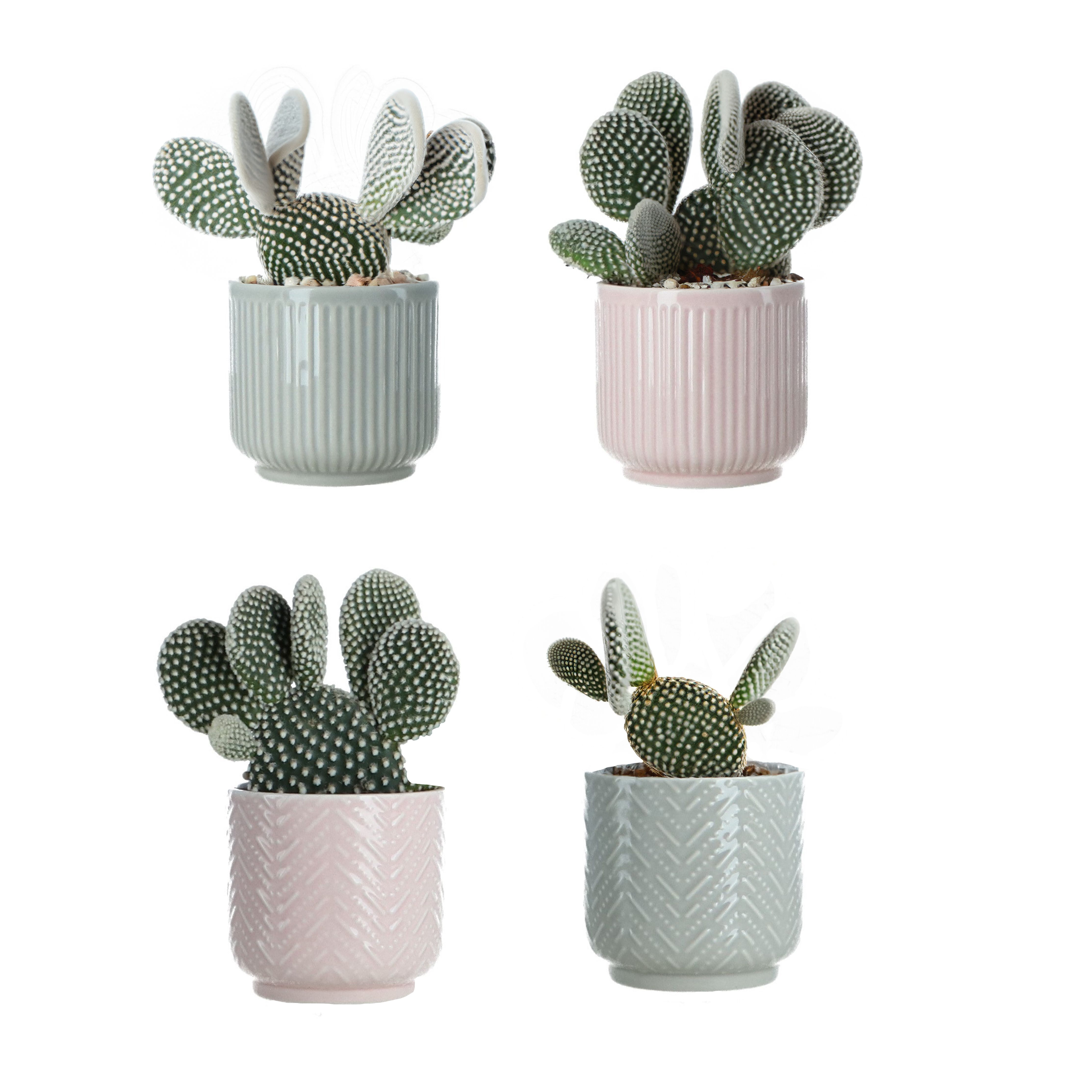 Cactus in Ceramic Decorative pot 24cm | DIY at B&Q