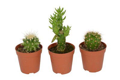 CACTUS TRIO | DIY at B&Q