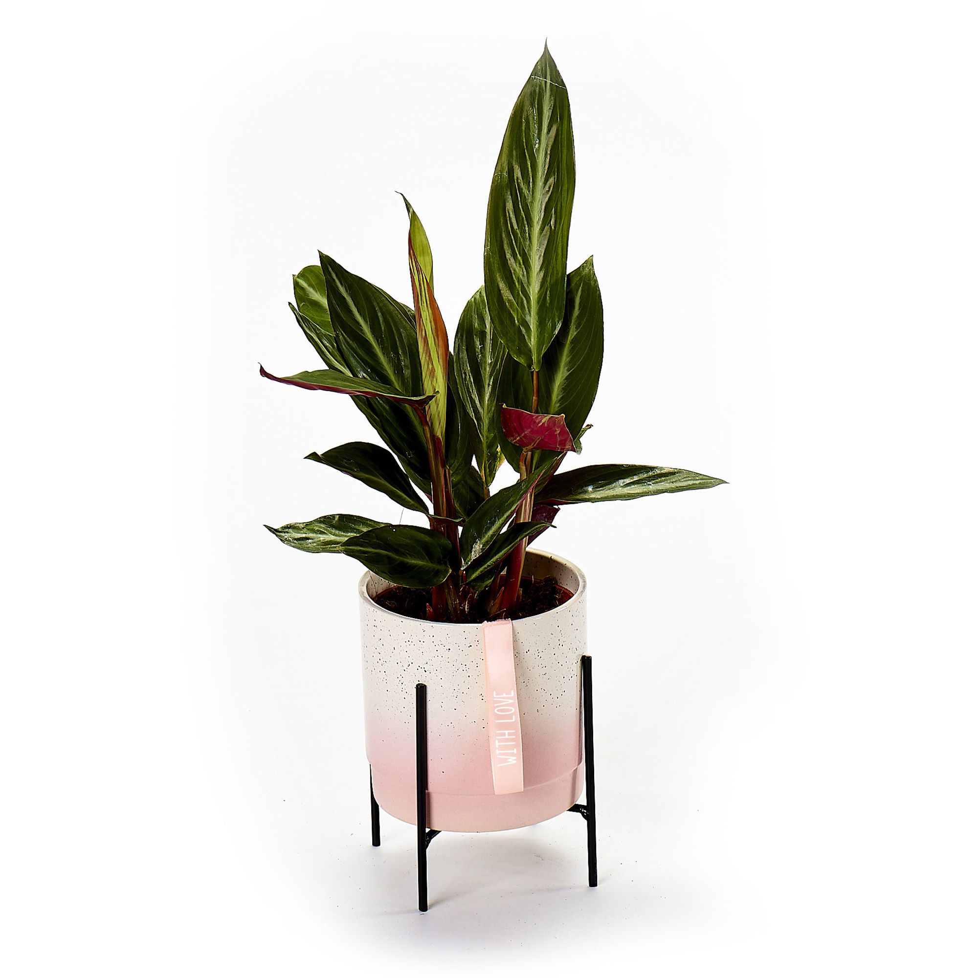 Calathea Ceramic Pot