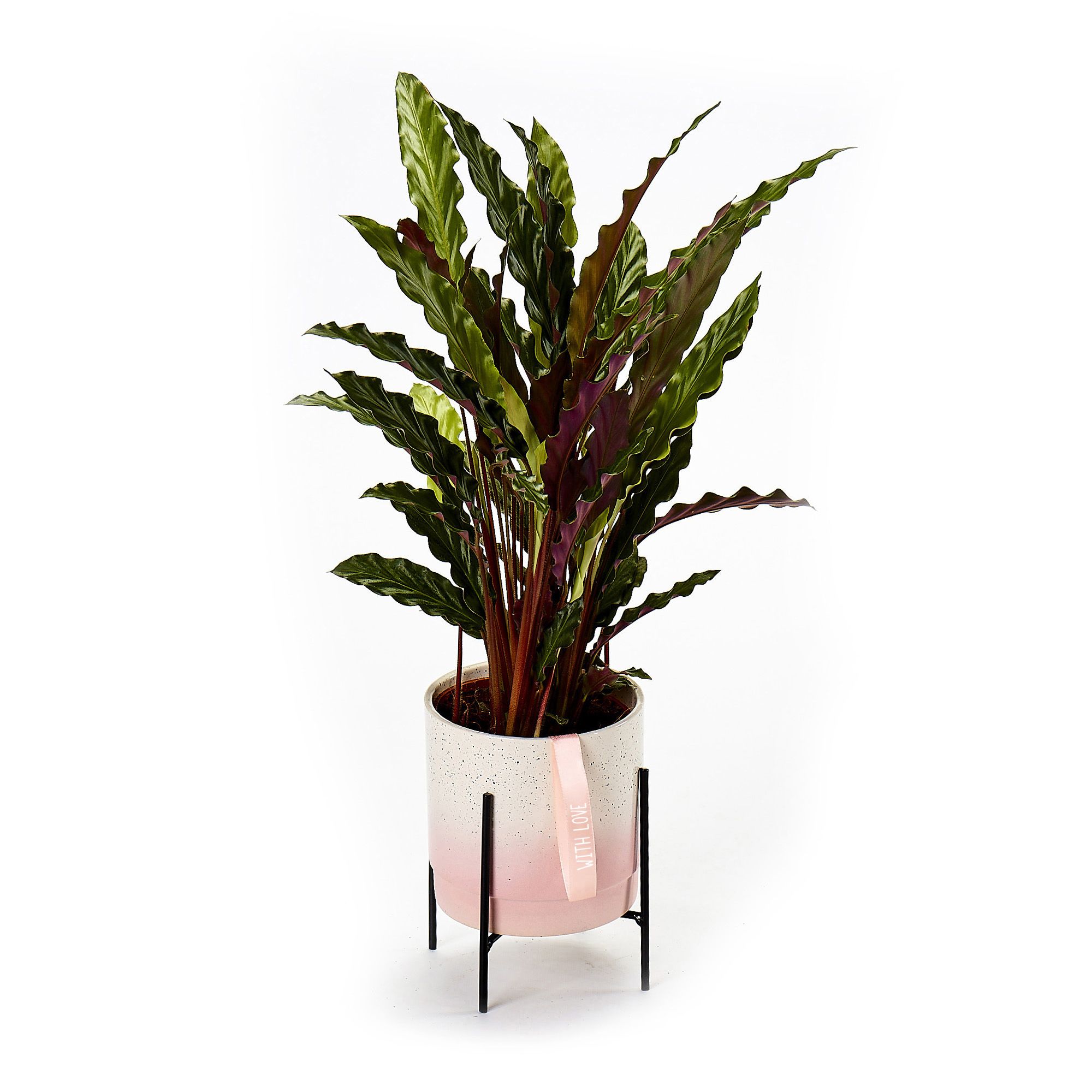 Calathea Ceramic Pot