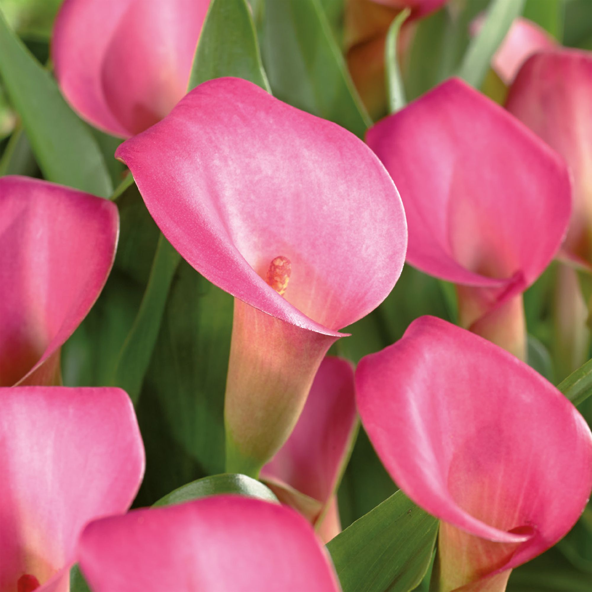 Calla Lily 2 Flower bulbs