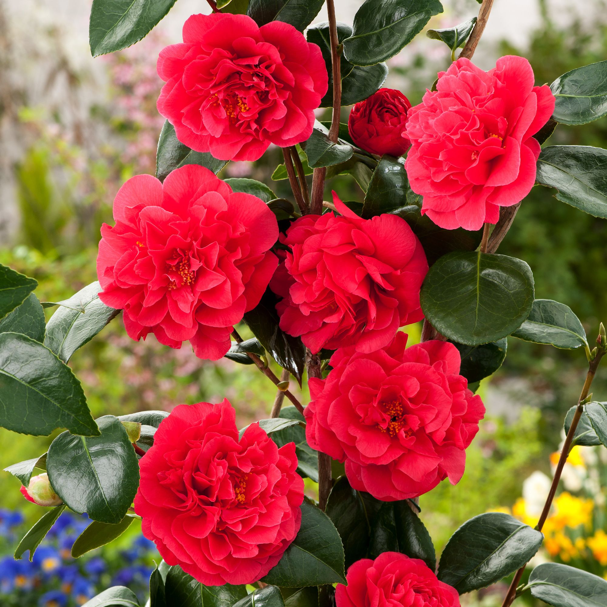 CAMELLIA RED