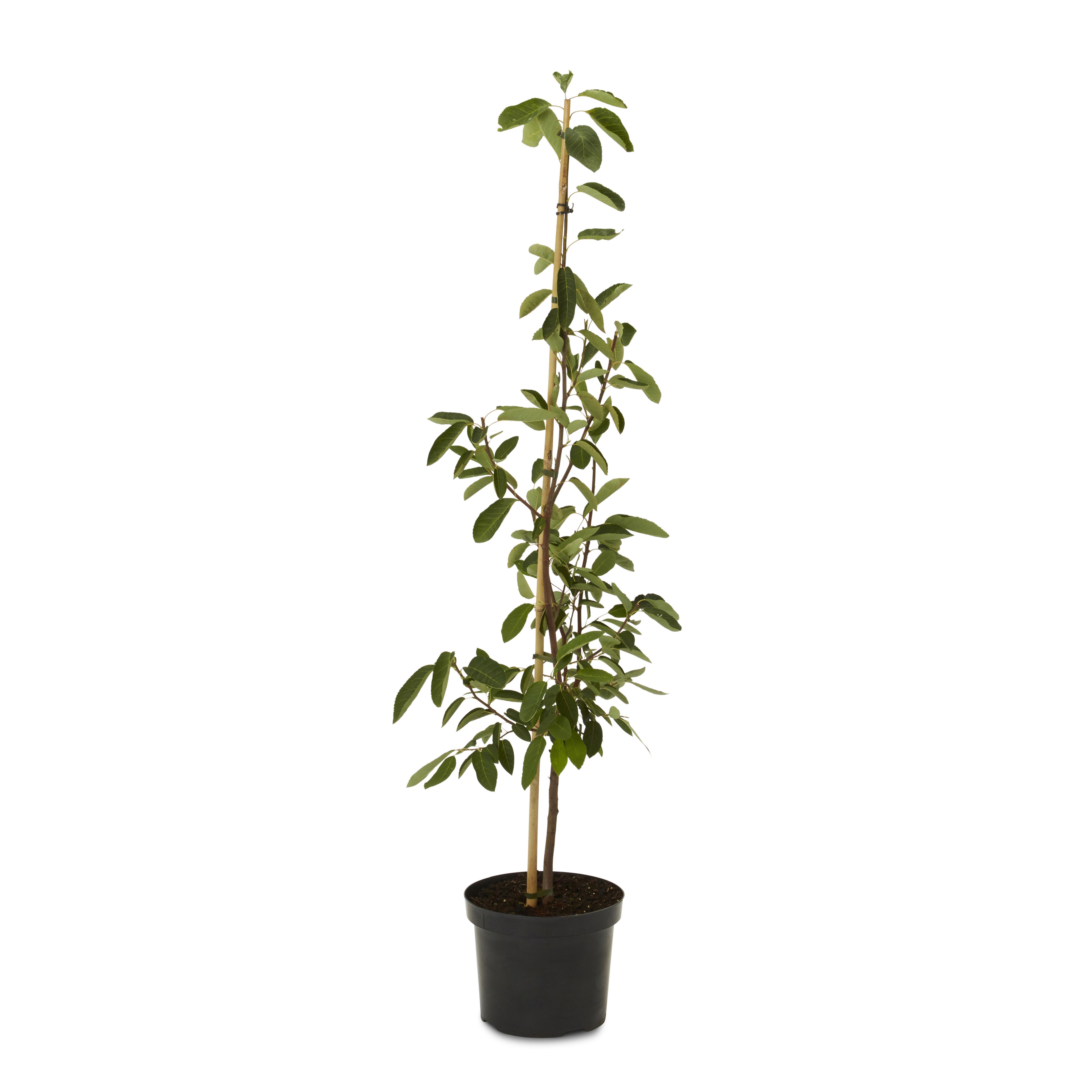 Canadian Serviceberry Shrub Plant 10L