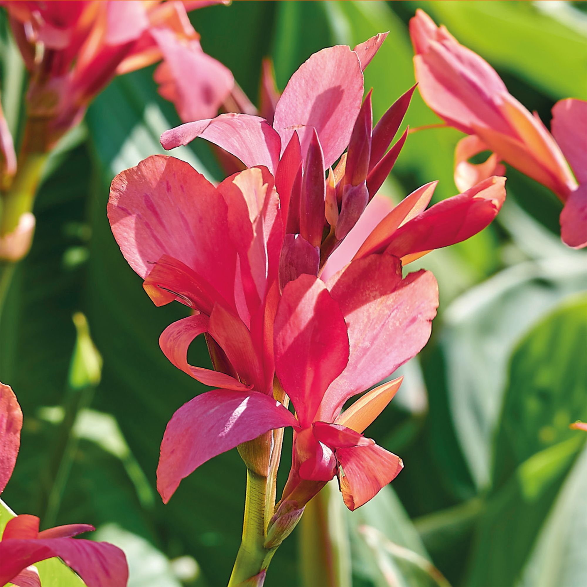 Canna Pink 2 Flower bulbs