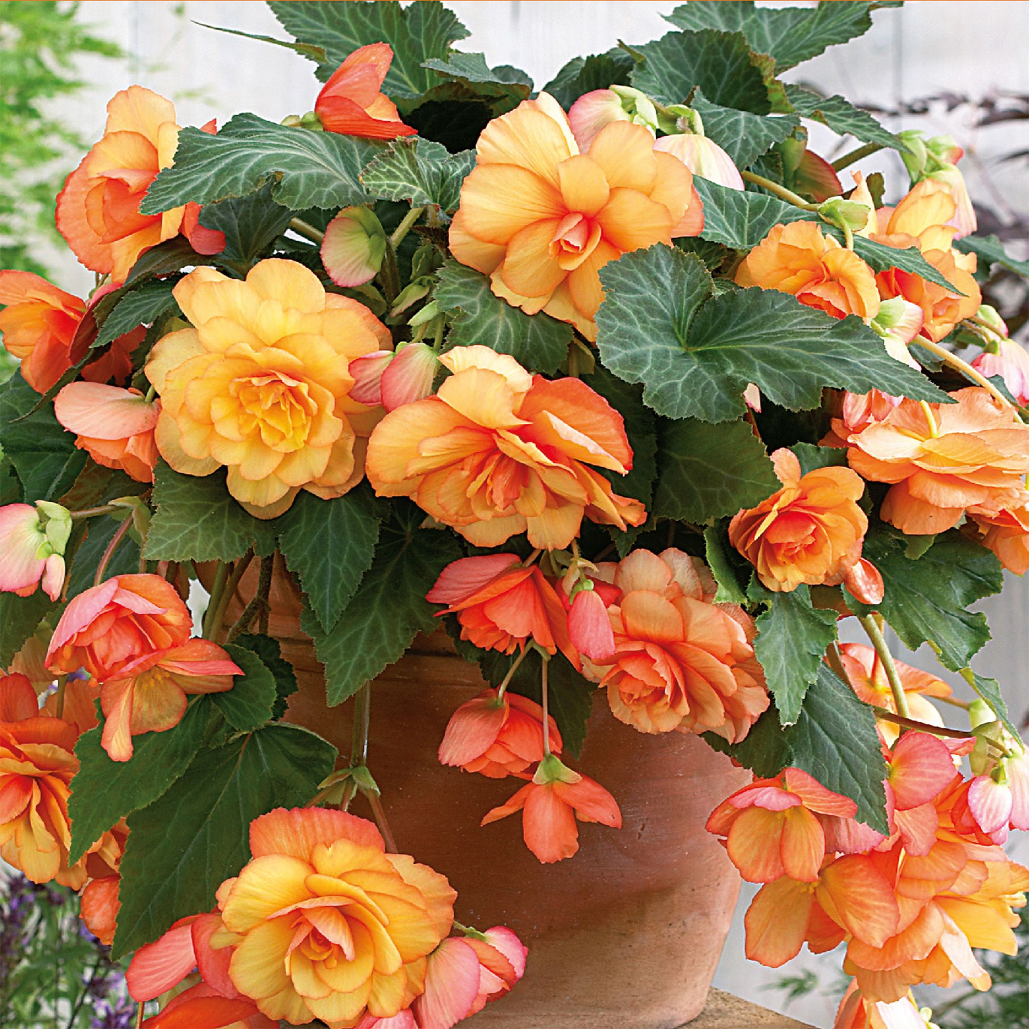 Cascade Begonias Sunray 3 Flower bulbs | DIY at B&Q