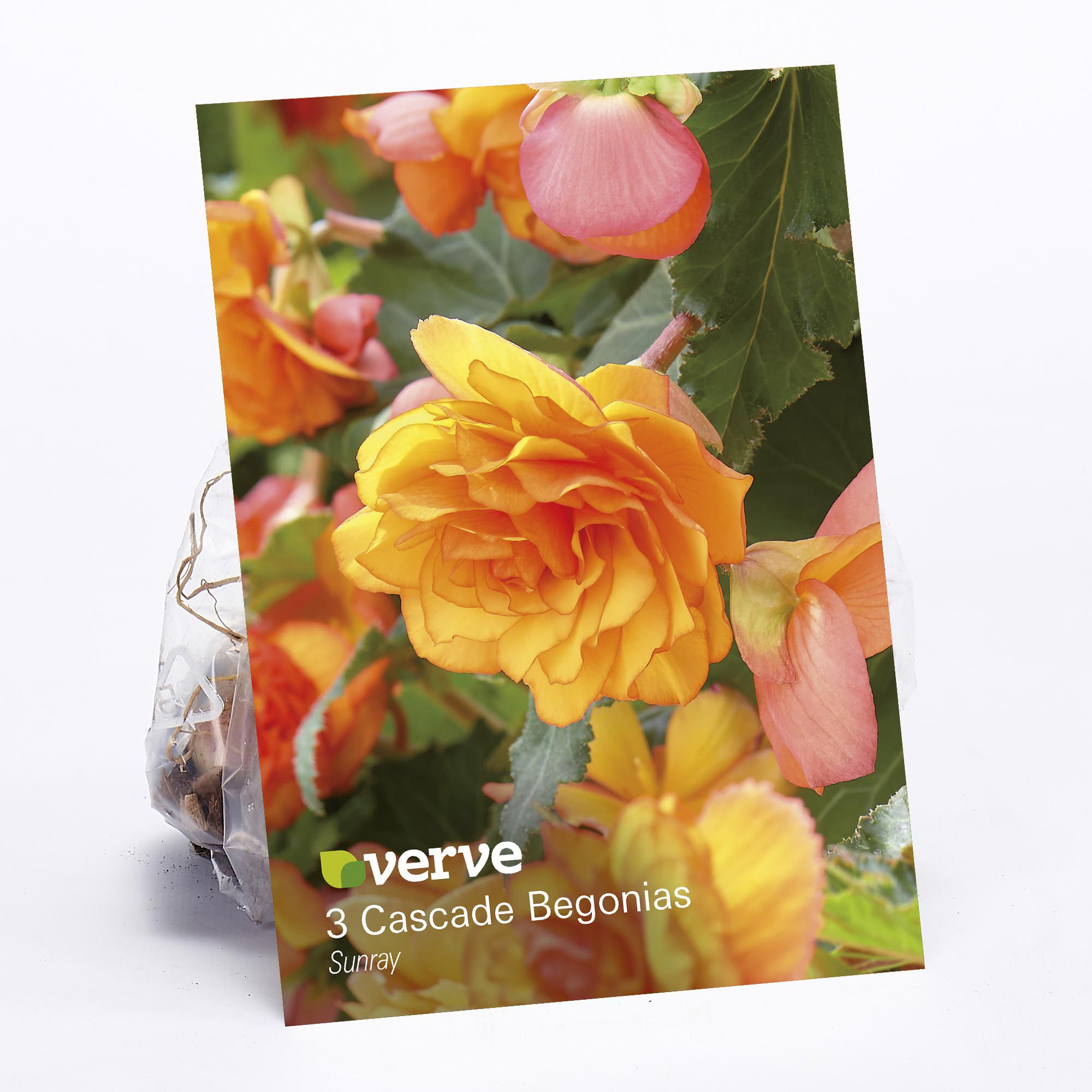 Cascade Begonias Sunray Flower bulb, Pack of 3 | DIY at B&Q