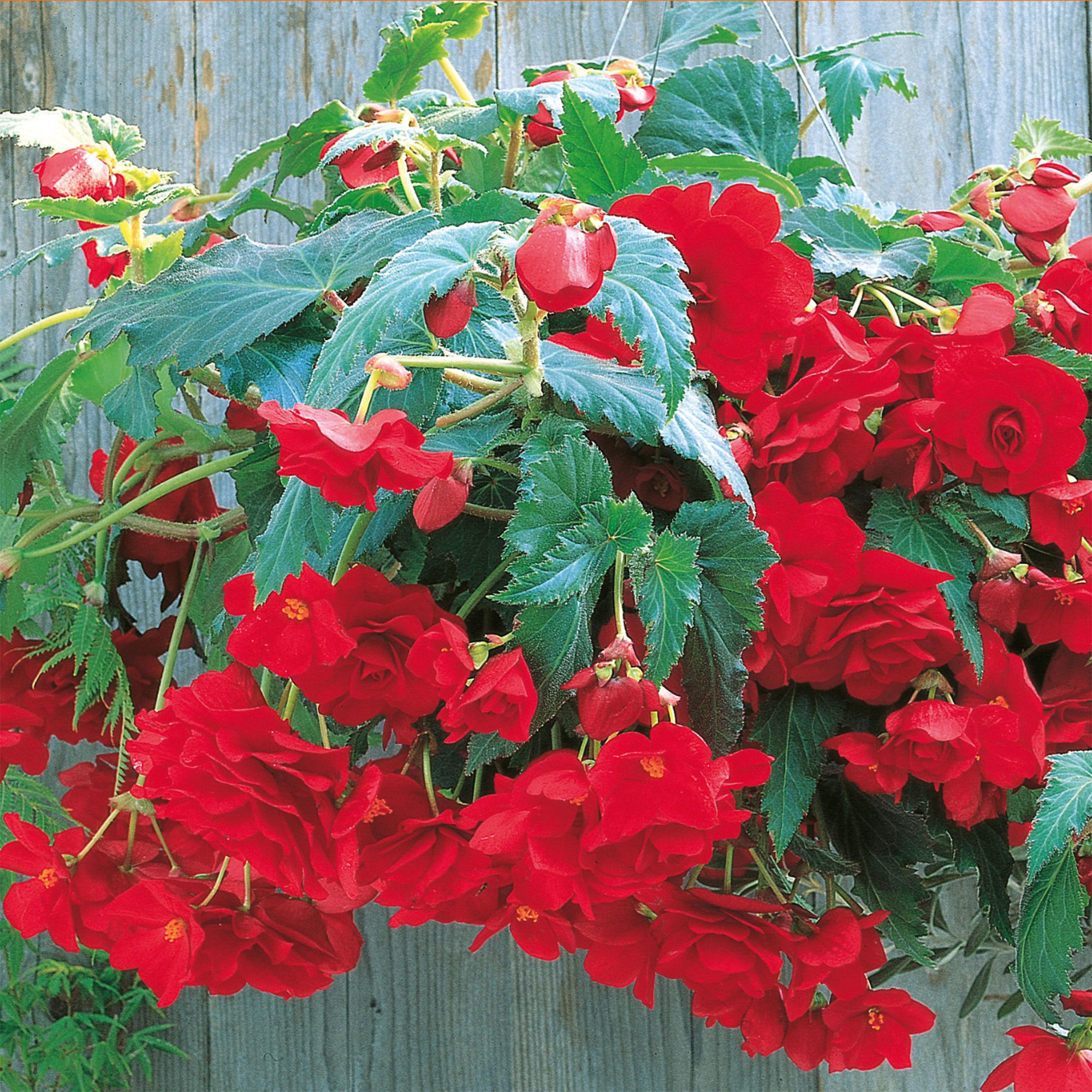 Cascading begonia Red 3 Flower bulbs
