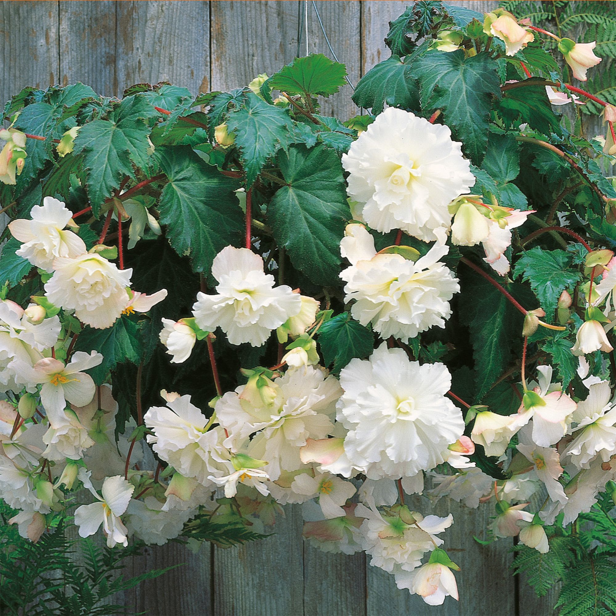Cascading begonia White 3 Flower bulbs