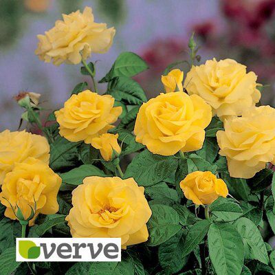 CELEBRATION ROSES GOLDEN WEDDING | DIY at B&Q