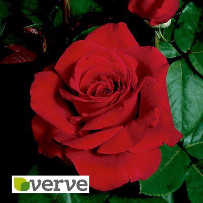 CELEBRITY ROSES- RUBY WEDDING