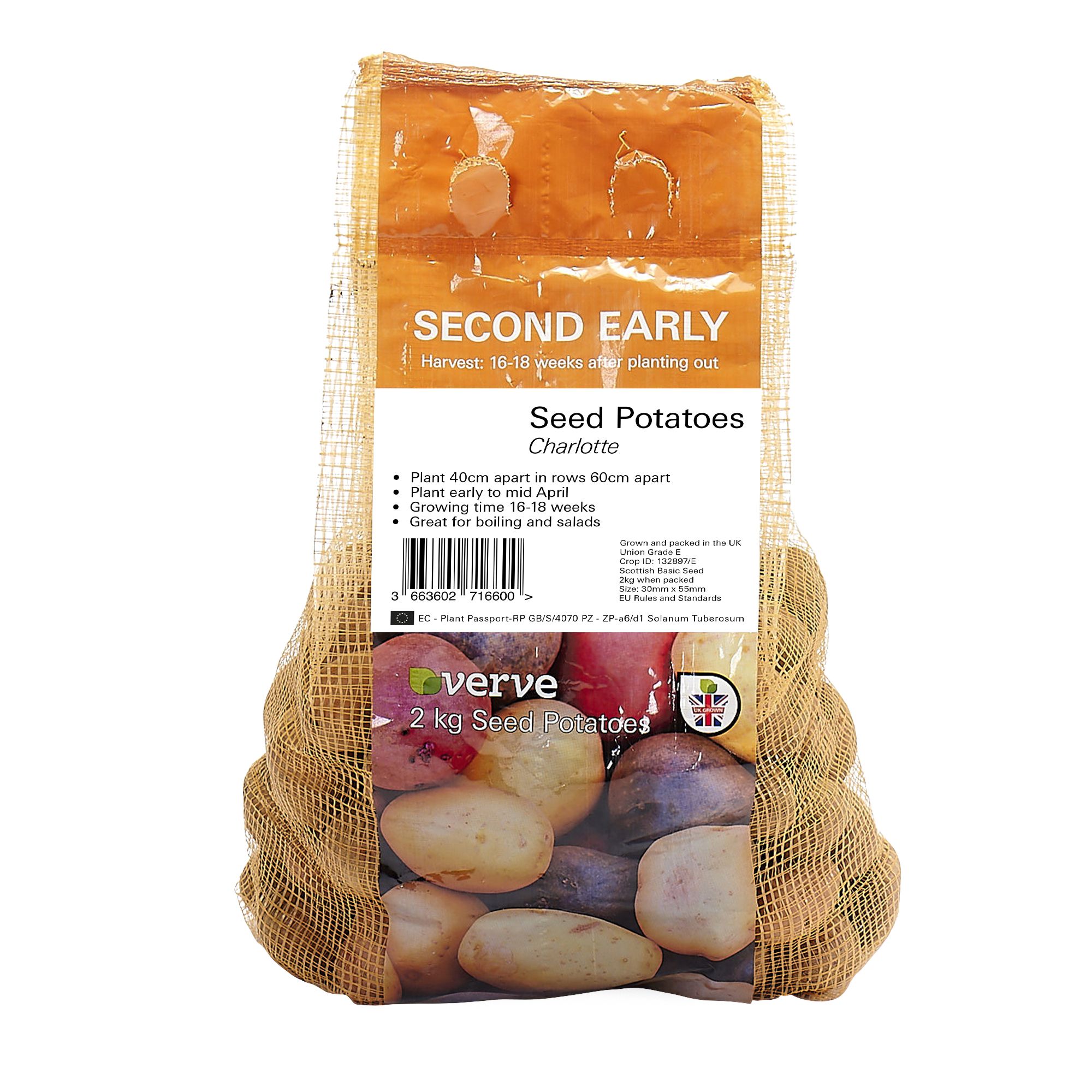 Charlotte Potato Bulb