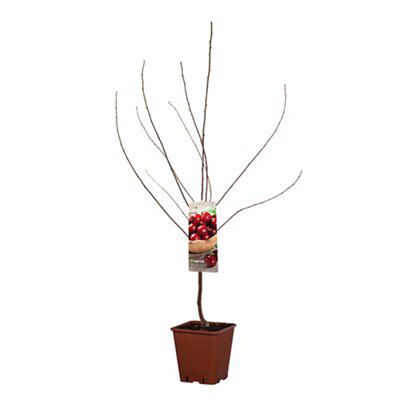 Buy Cherry Tree | DIY at B&Q