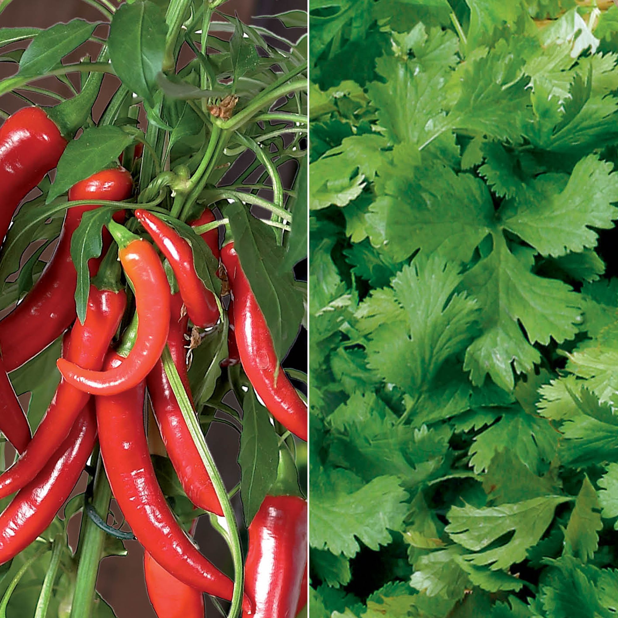 Chilli Growing kit, Set of 5