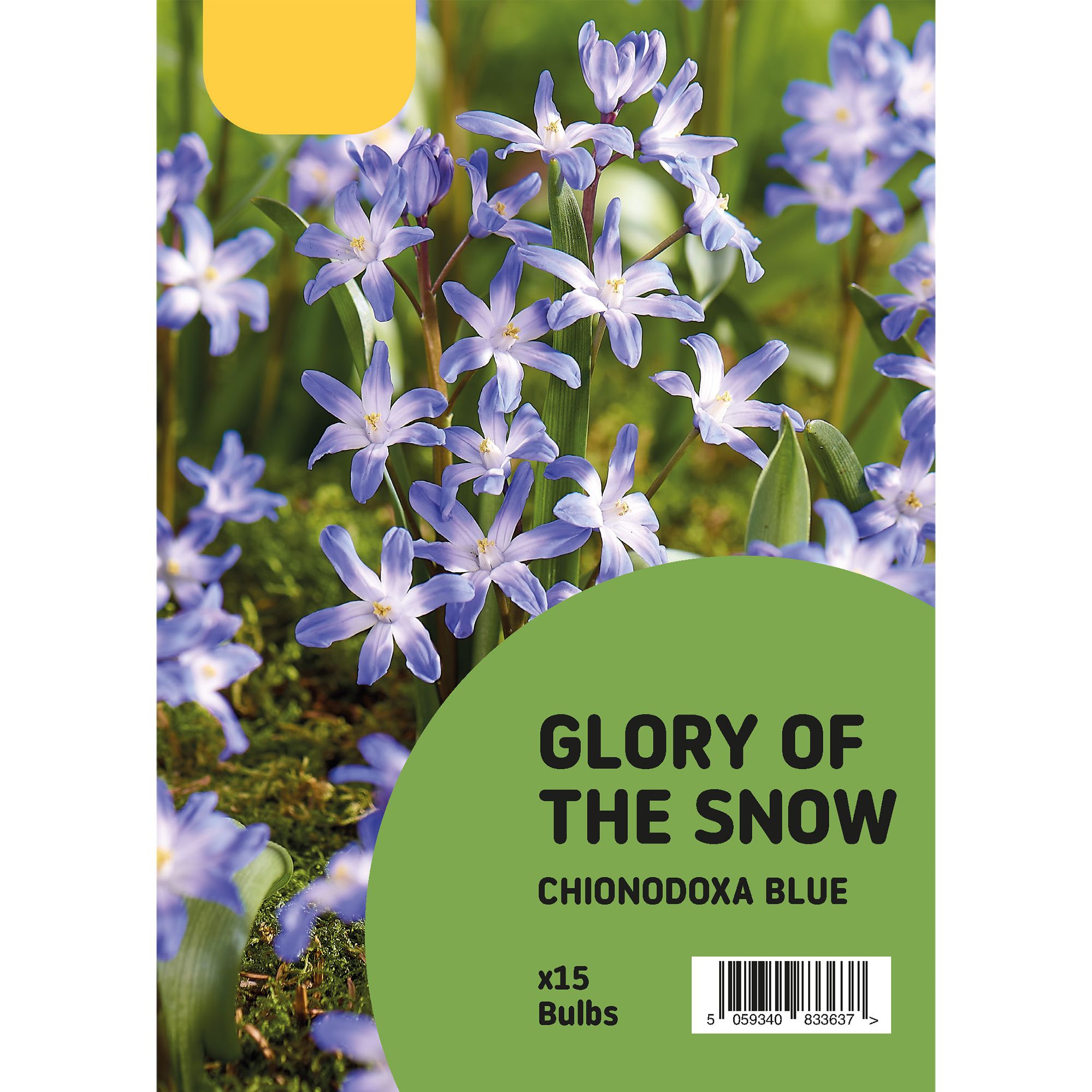 Chionodoxa Blue (Glory of the snow) 15 Flower bulbs | DIY at B&Q