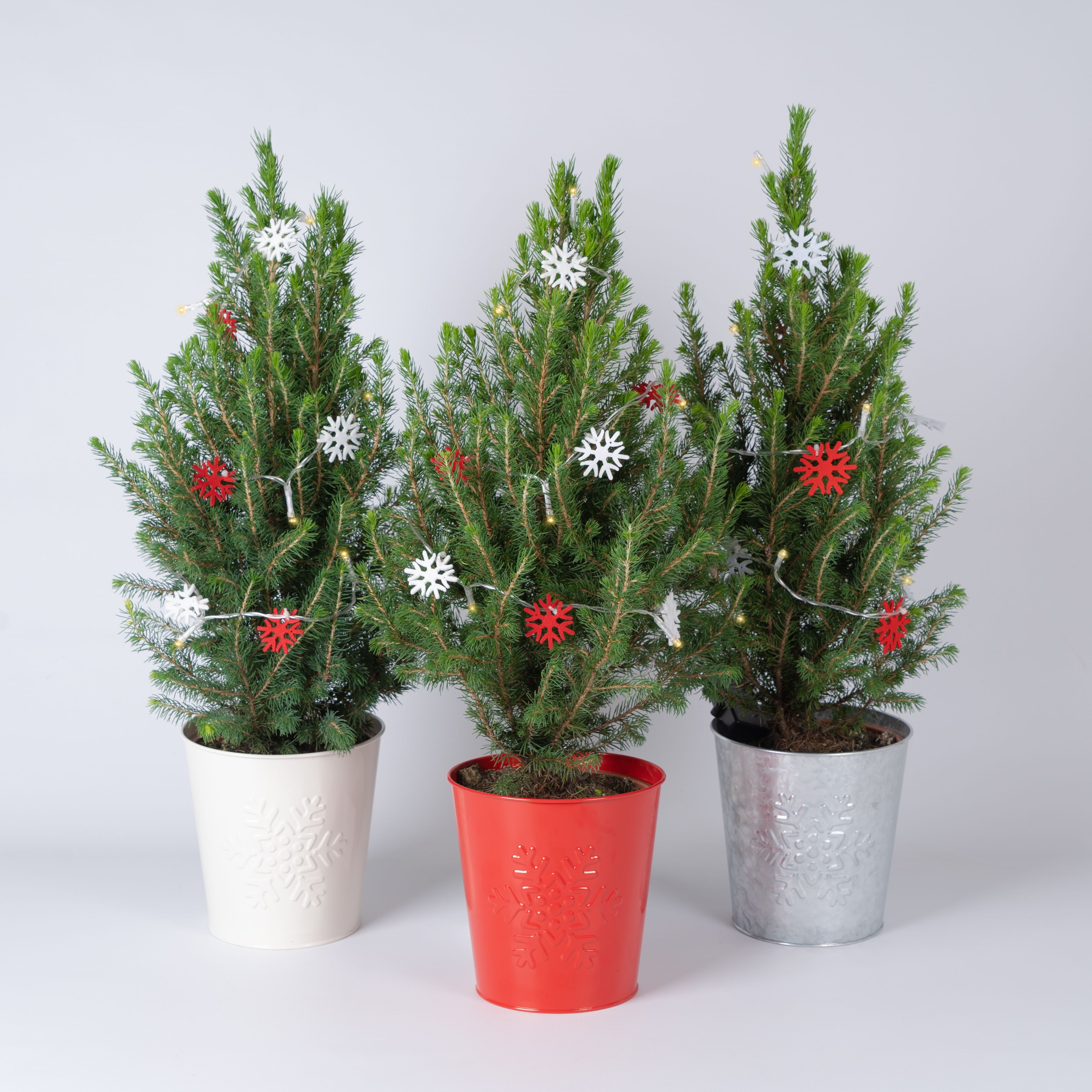 Christmas plants Assorted Metal Pot