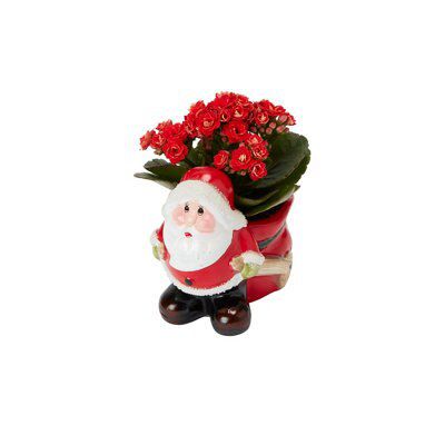 Christmas plants Ceramic Pot | DIY at B&Q