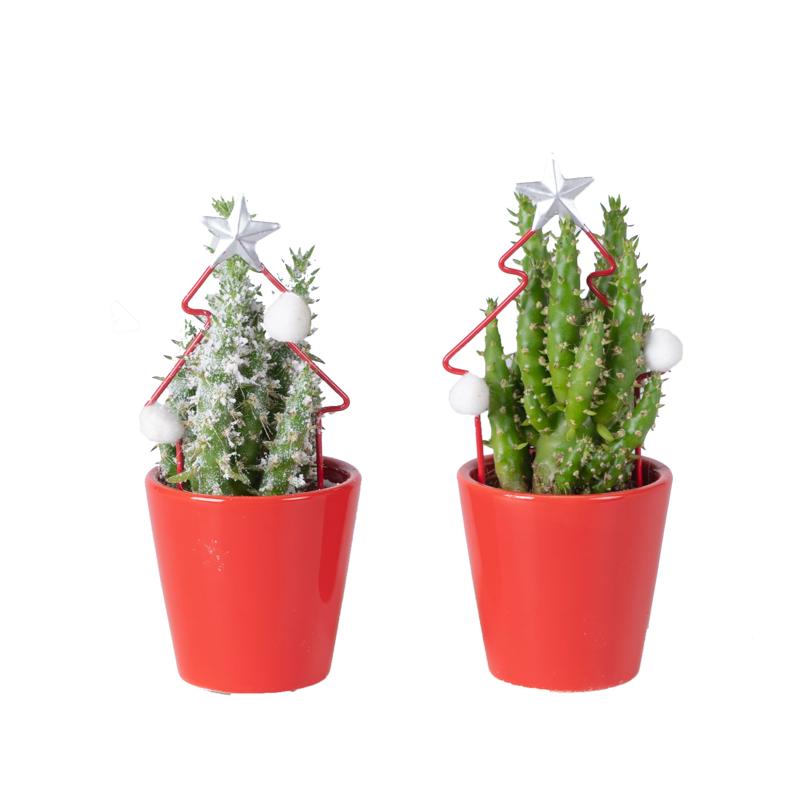 Christmas plants Red Ceramic Pot | DIY at B&Q