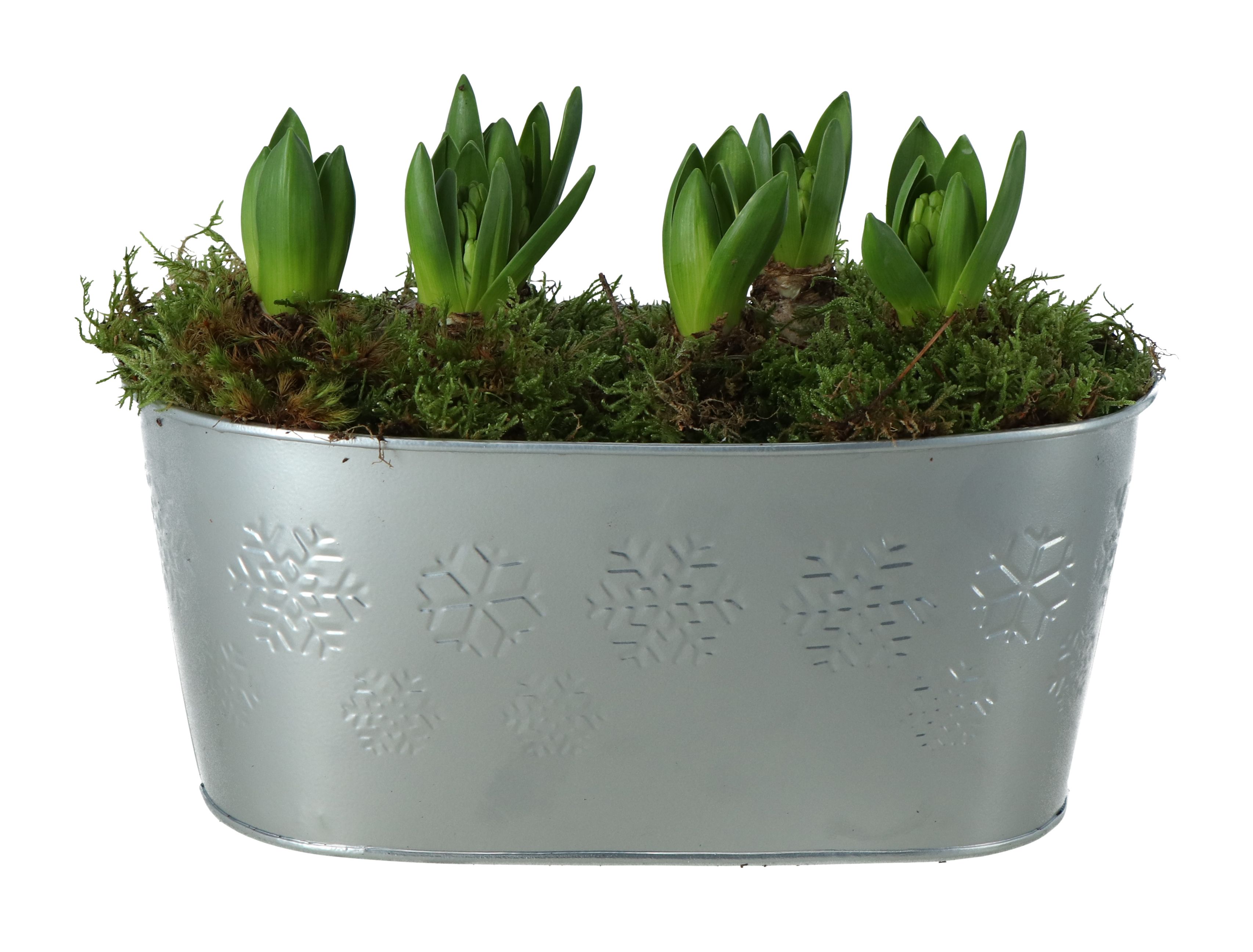 Christmas plants Silver effect Metal Pot | DIY at B&Q