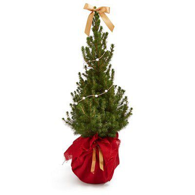 CHRISTMAS TREE IN HESSIAN