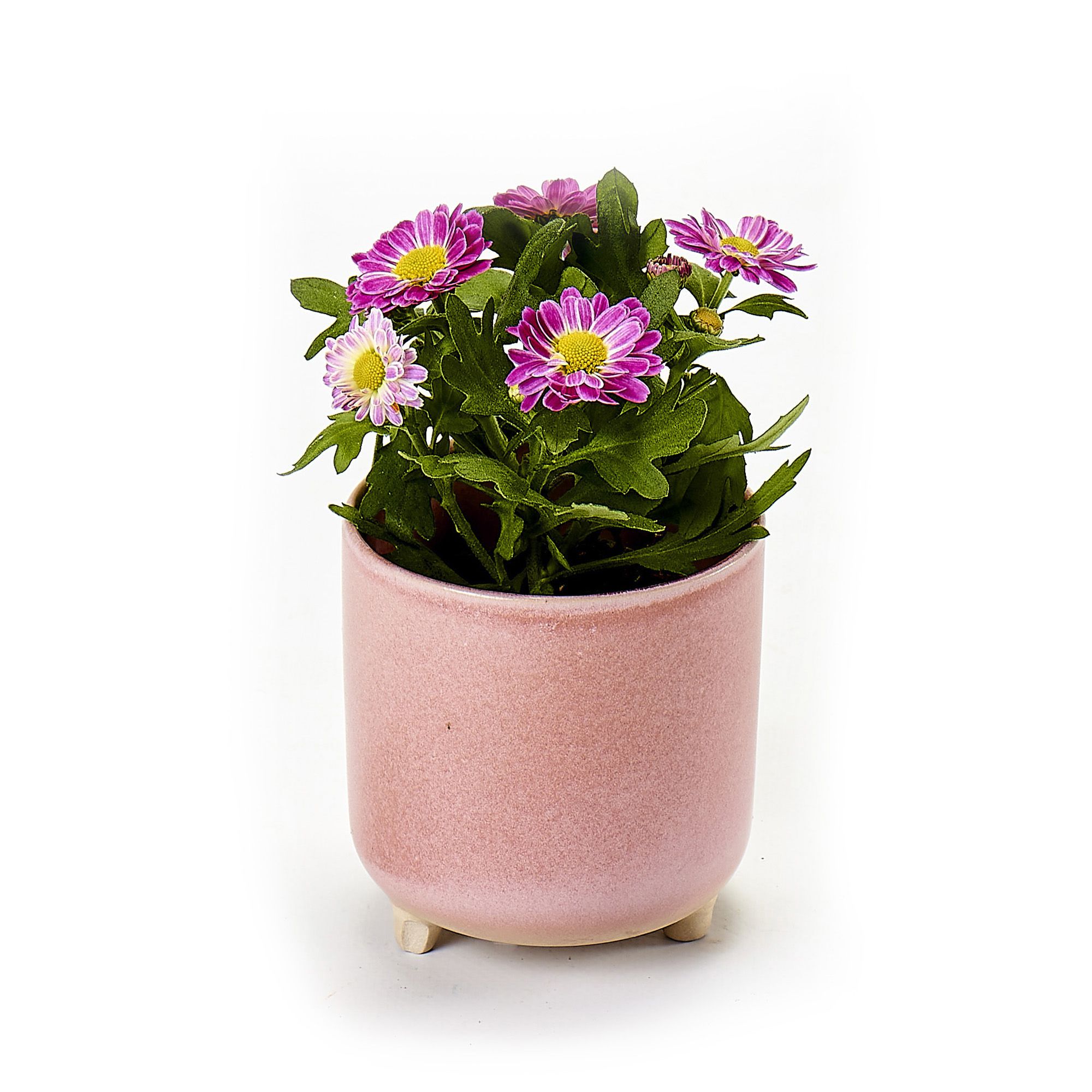 Chrysanthemum Ceramic Pot