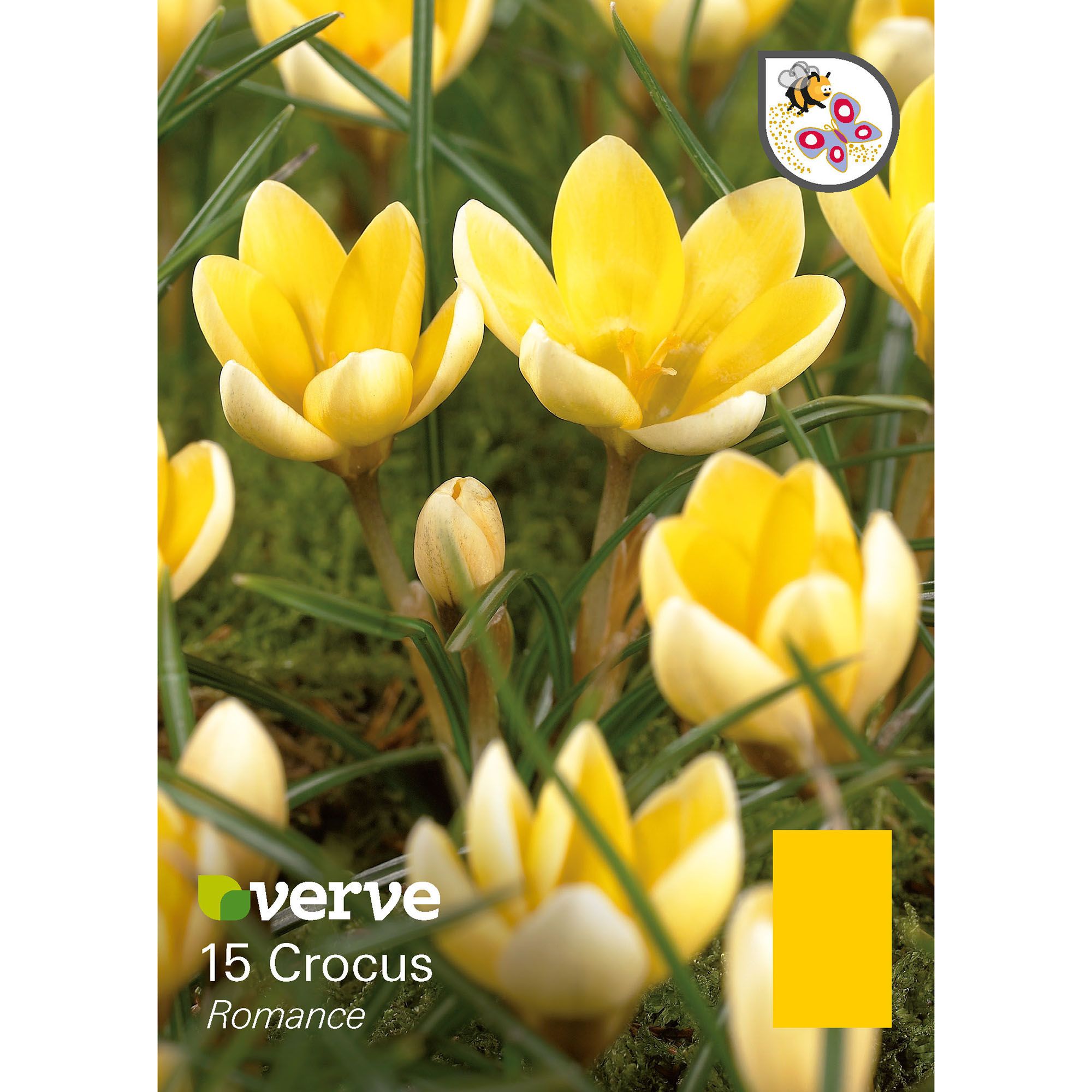Chrysanthus romance Flower bulb, Pack | DIY at B&Q