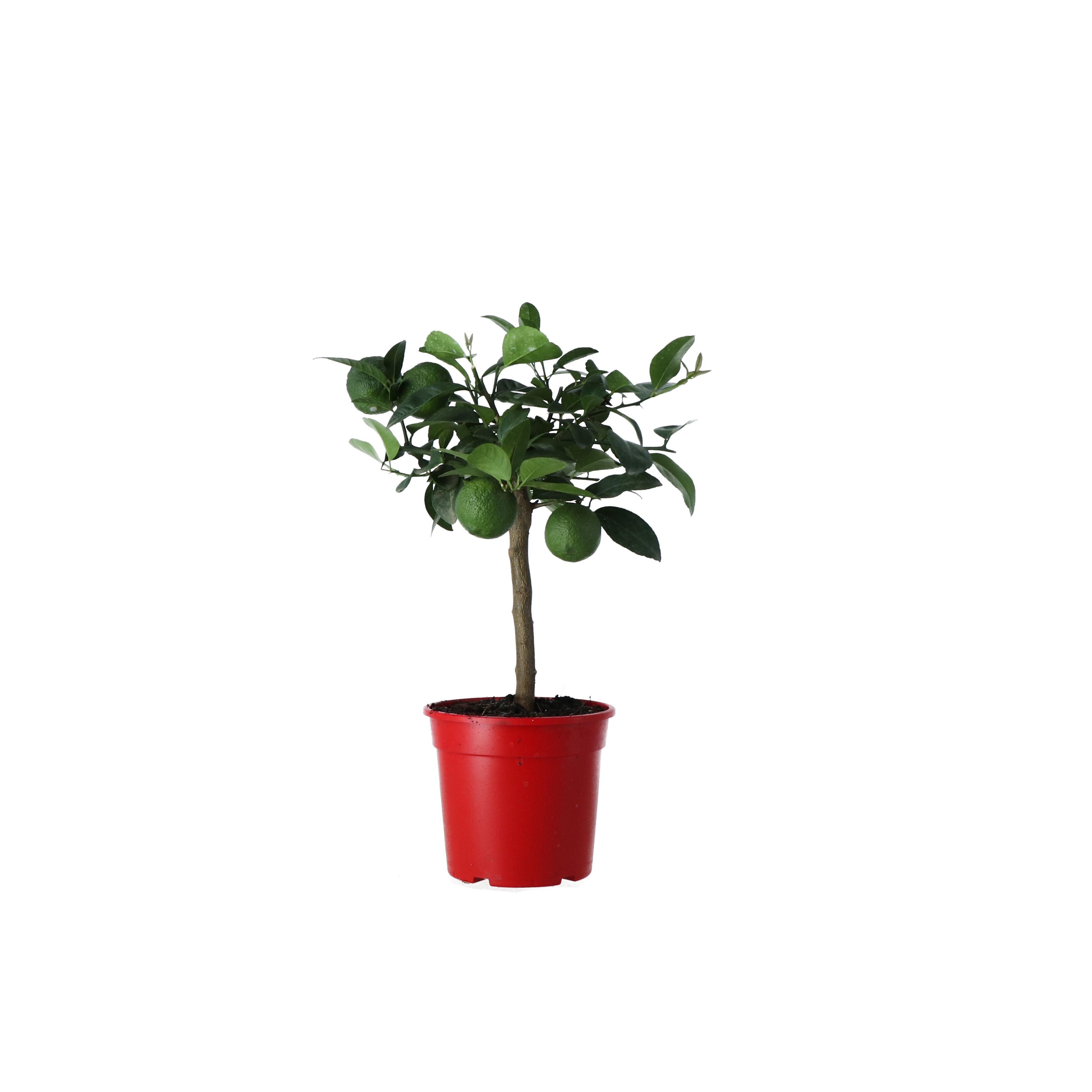 Citrus in 24cm Terracotta Plastic Grow pot | DIY at B&Q