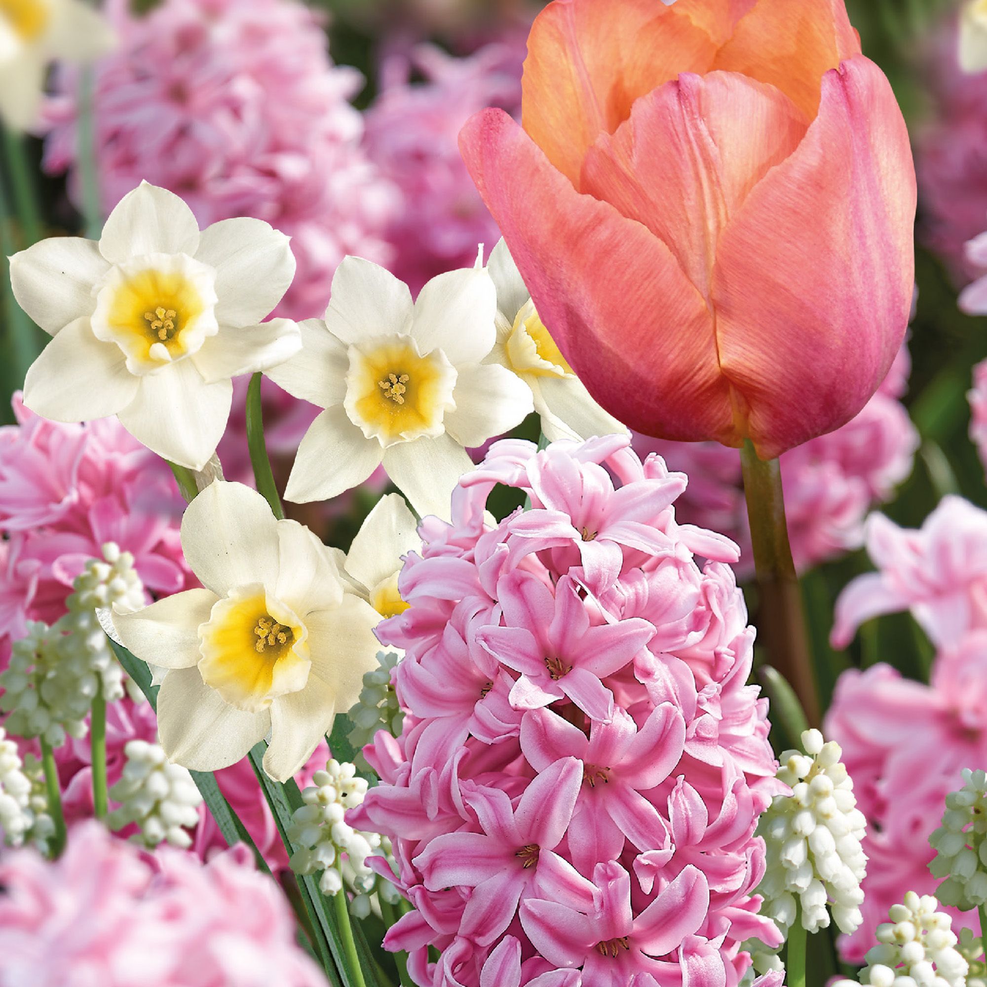 Colour collection blush mix 30 Flower bulbs