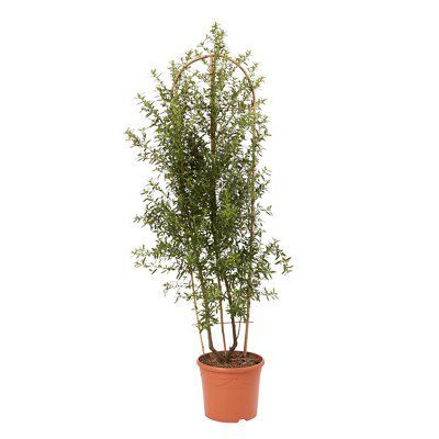 Concha Ornamental tree | DIY at B&Q