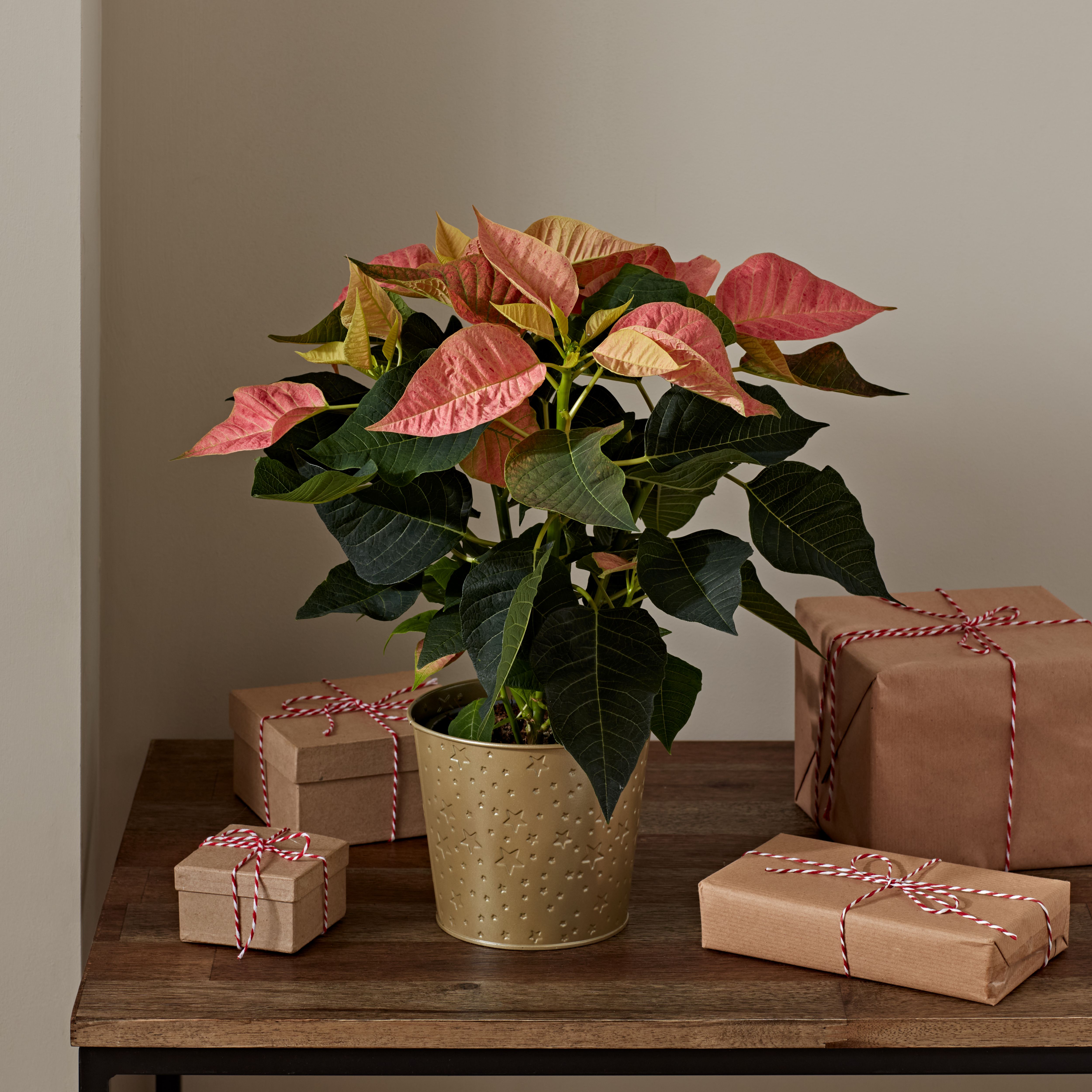 Coral Poinsettia in Champagne Zinc Decorative pot 13cm
