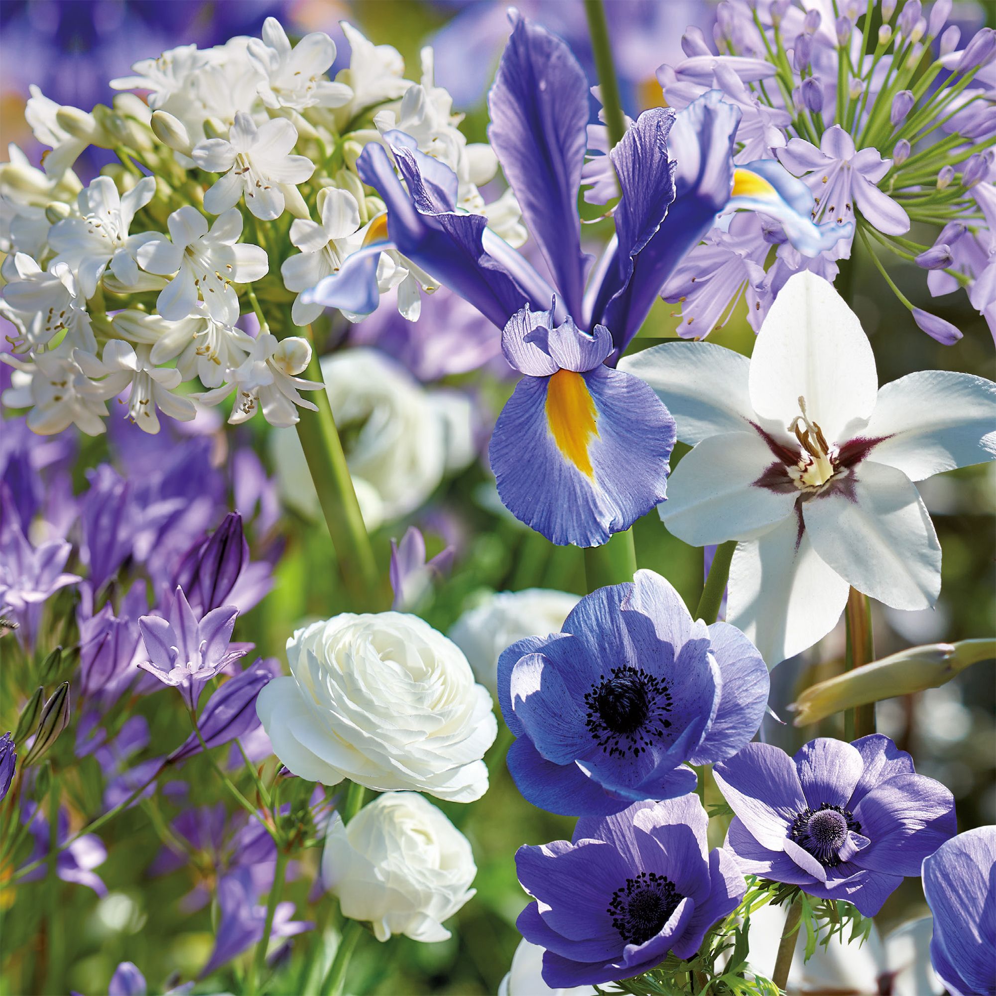 Cottage Garden Summer Bulbs Collection 80 Flower bulbs
