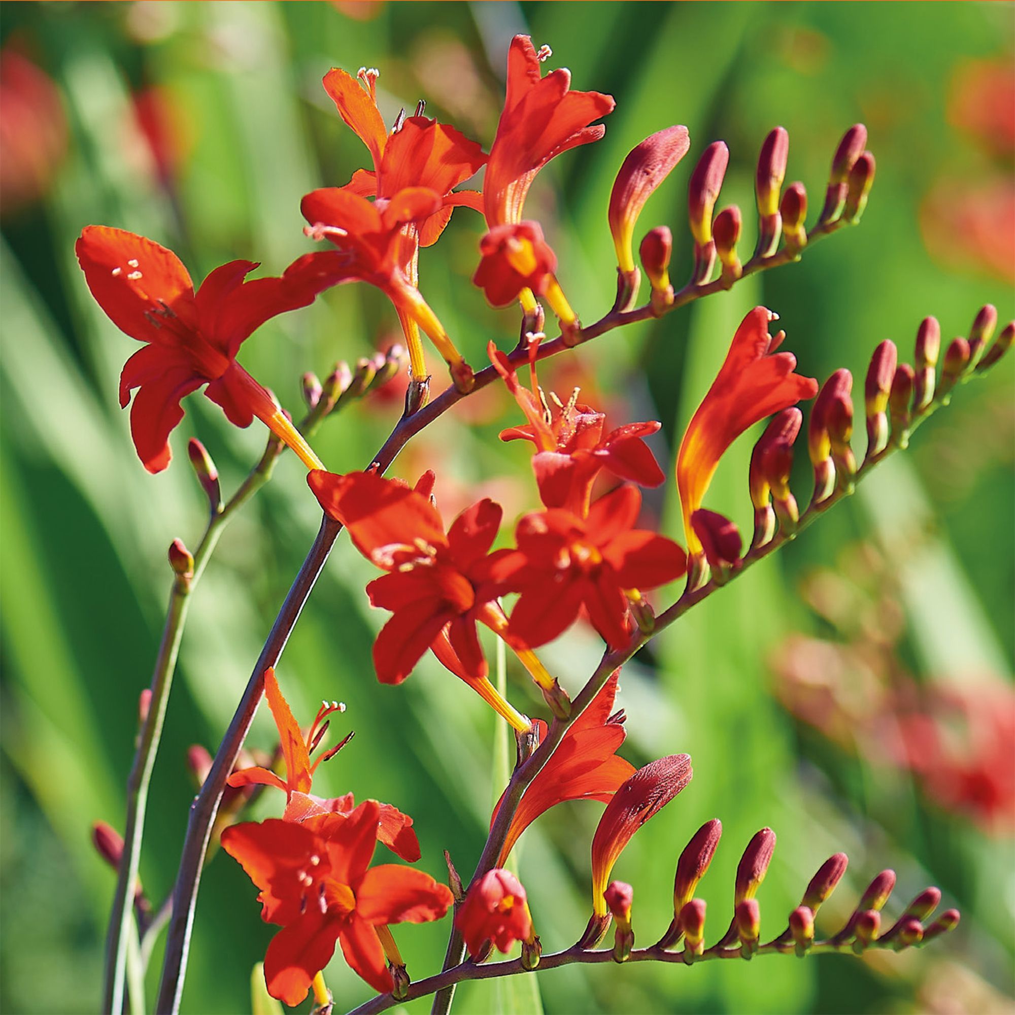 Crocosmia Lucifer 10 Flower bulbs