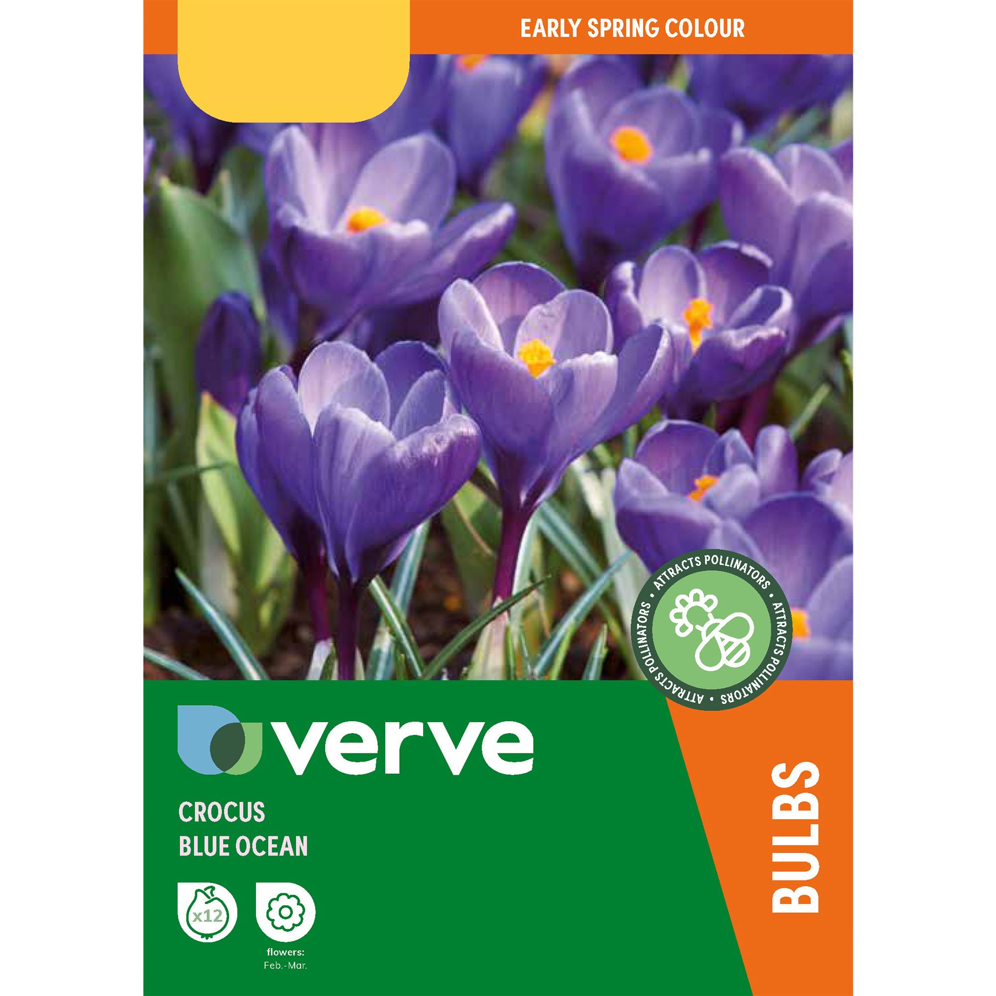 Crocus Blue Ocean 12 Flower bulbs