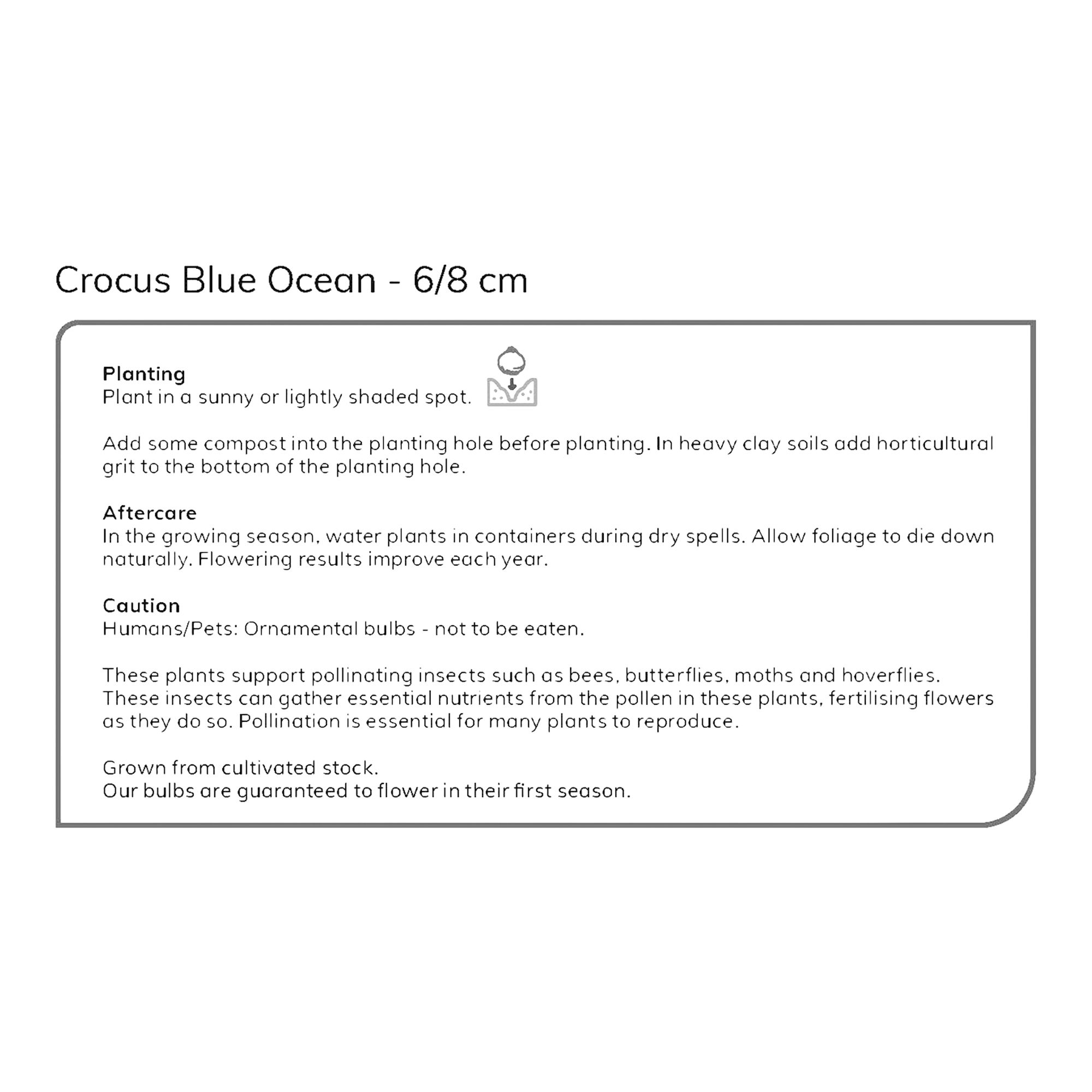 Crocus Blue Ocean 12 Flower bulbs