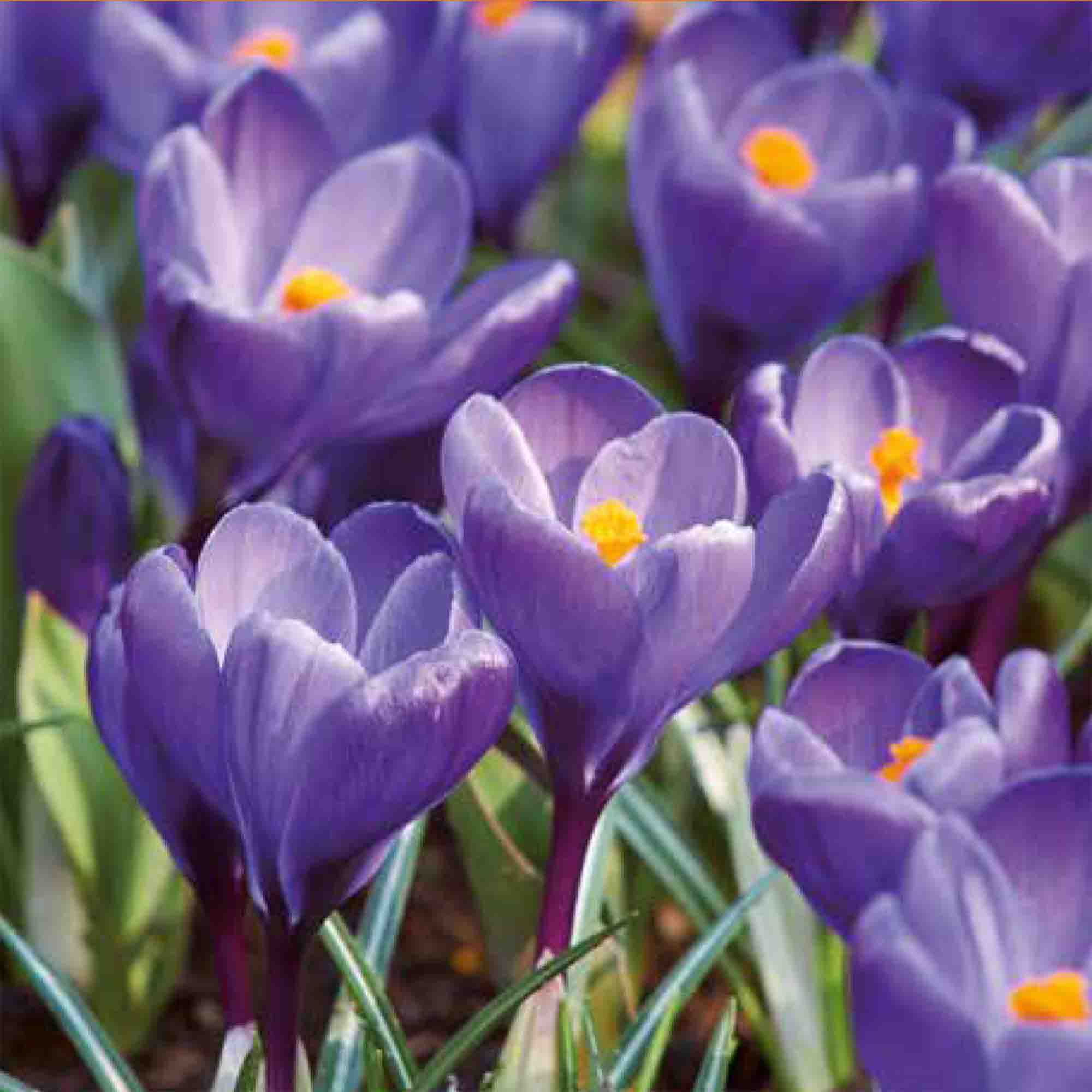 Crocus Blue Ocean 12 Flower bulbs