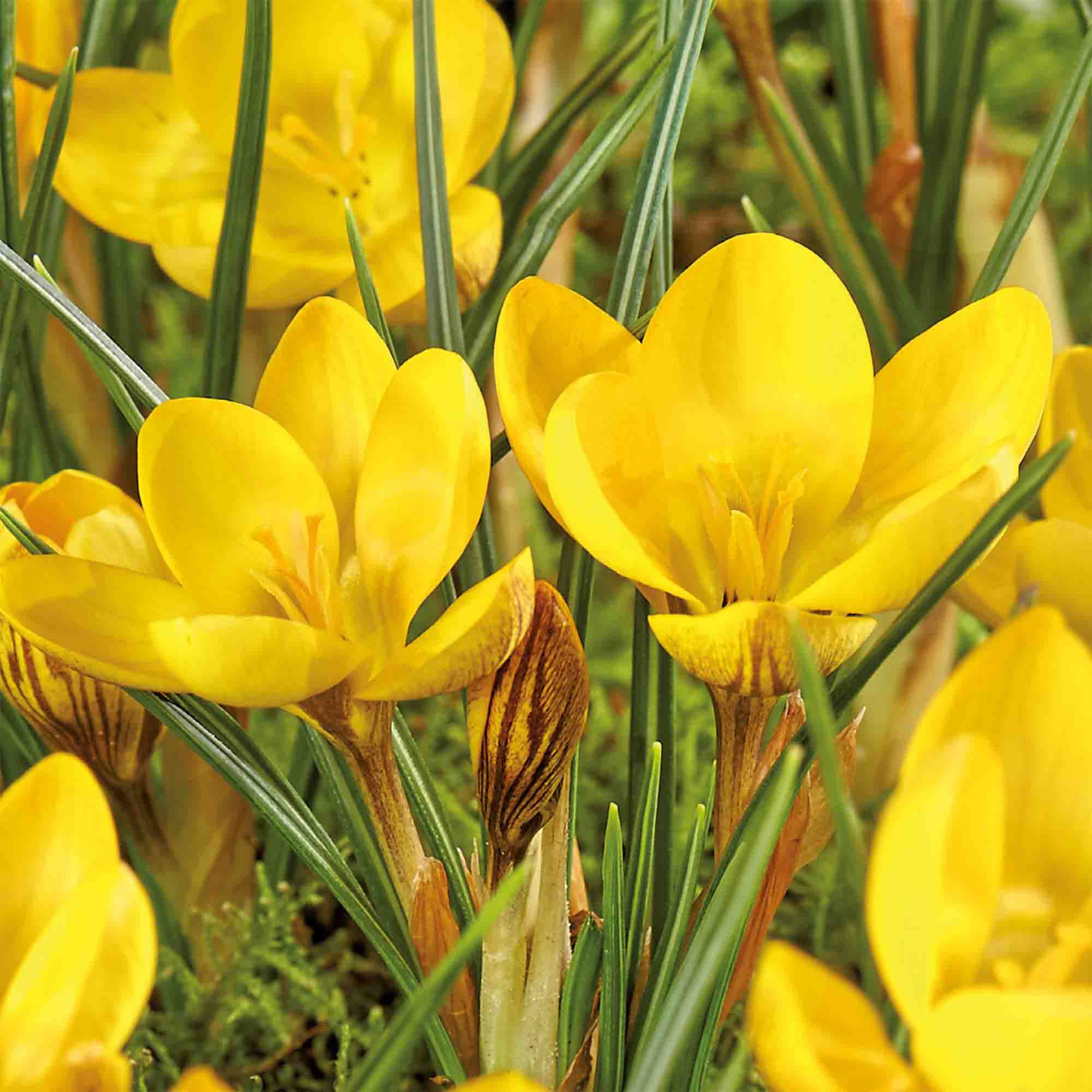 Crocus Dorothy 12 Flower bulbs | DIY at B&Q