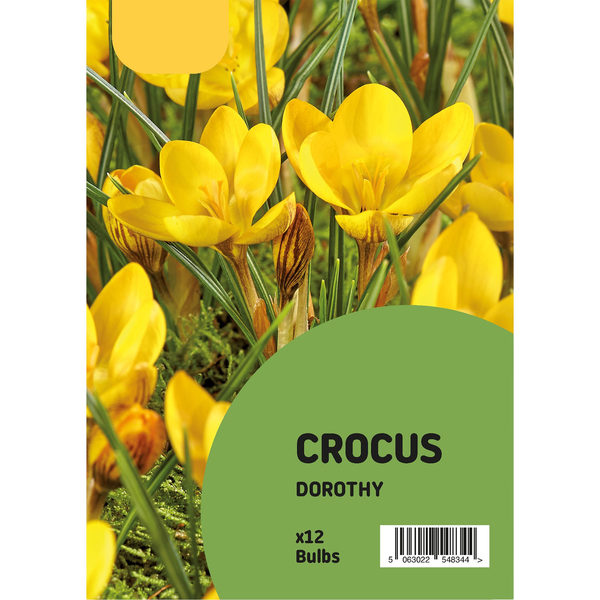 Crocus Dorothy 12 Flower bulbs