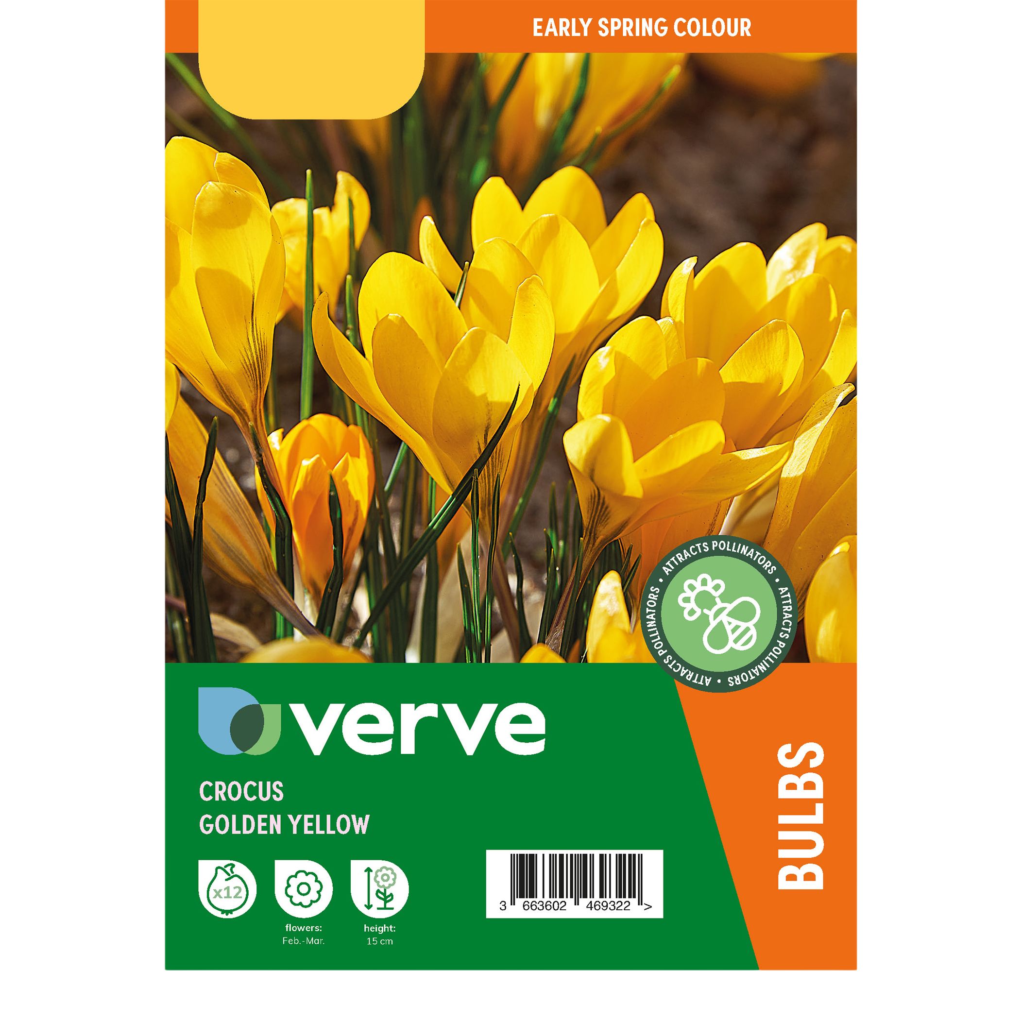 Crocus Golden Yellow 12 Flower bulbs at B&Q
