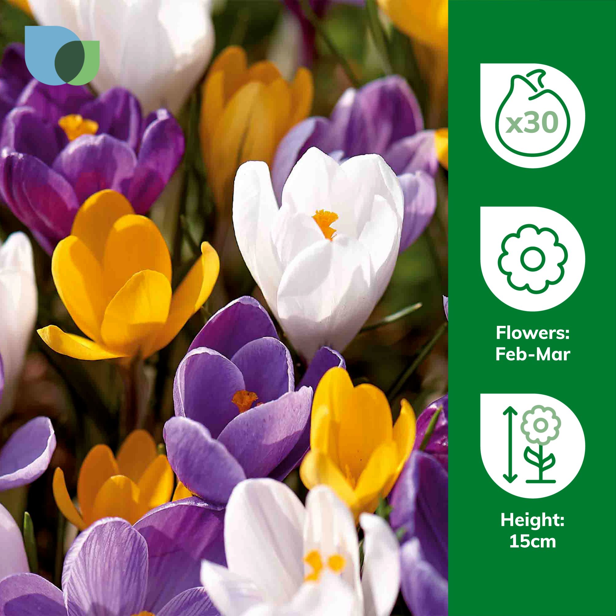 Crocus Mixed (Large flowering) 30 Flower bulbs