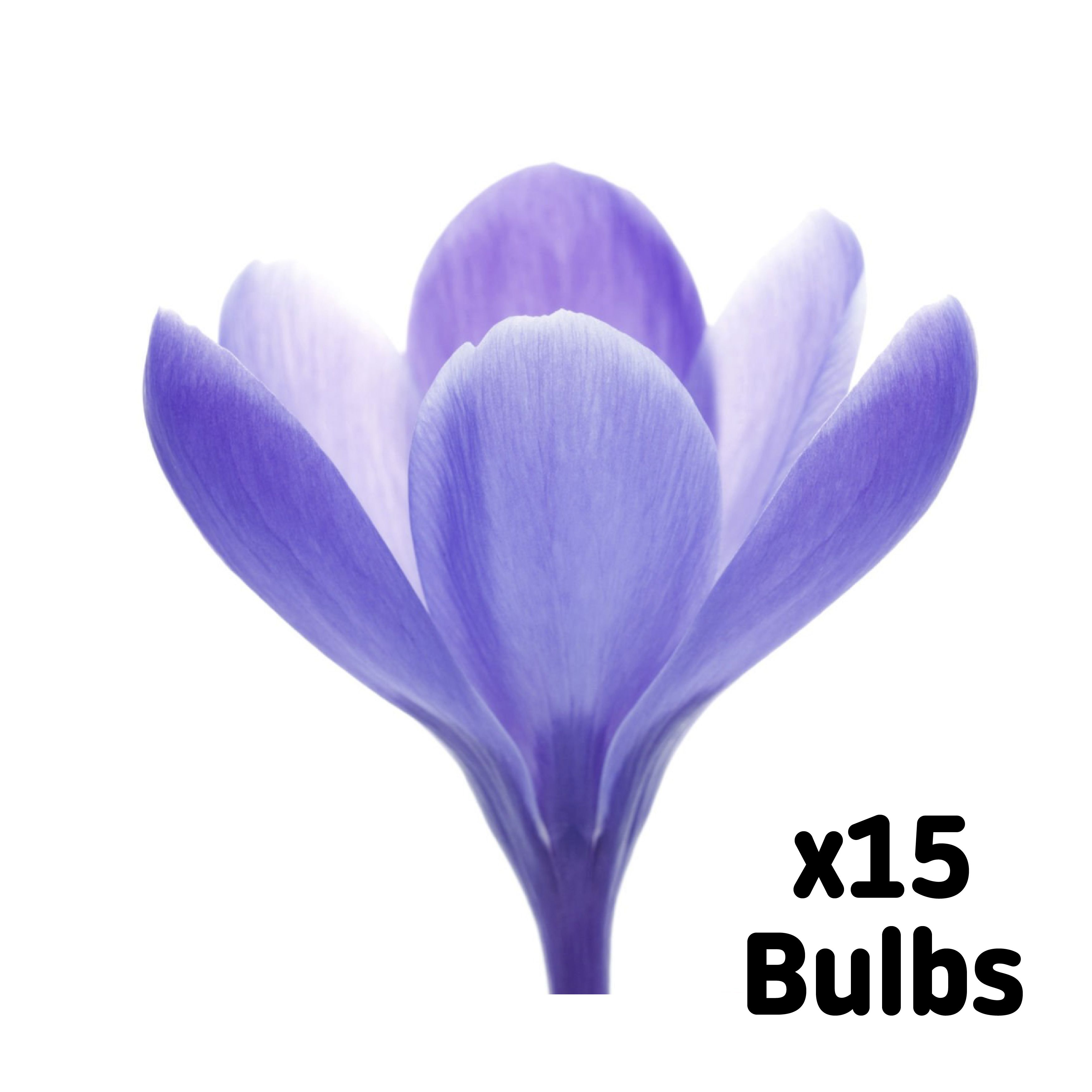 Crocus Ruby Giant 15 Flower bulbs
