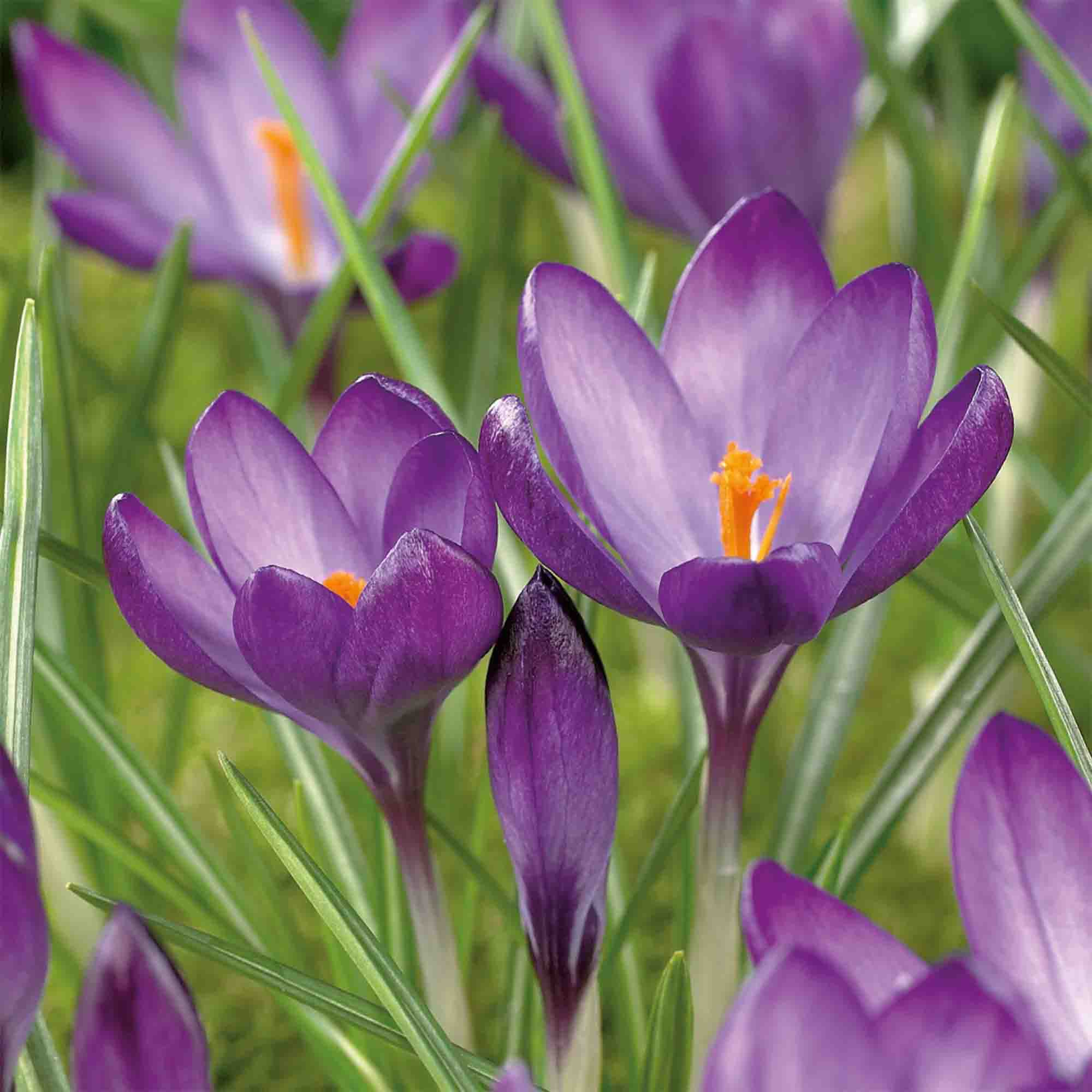 Crocus Ruby Giant 15 Flower bulbs