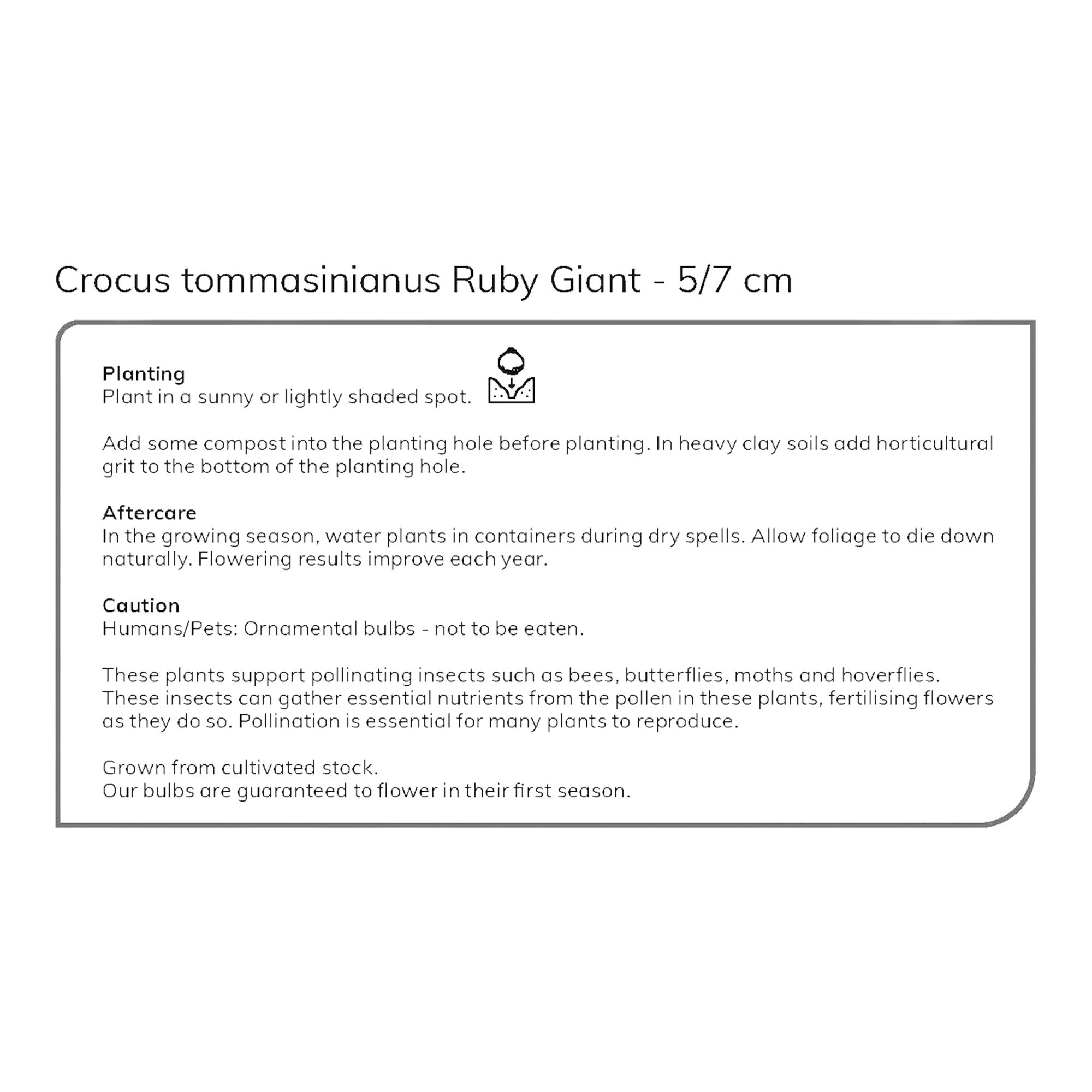 Crocus Ruby Giant 15 Flower bulbs