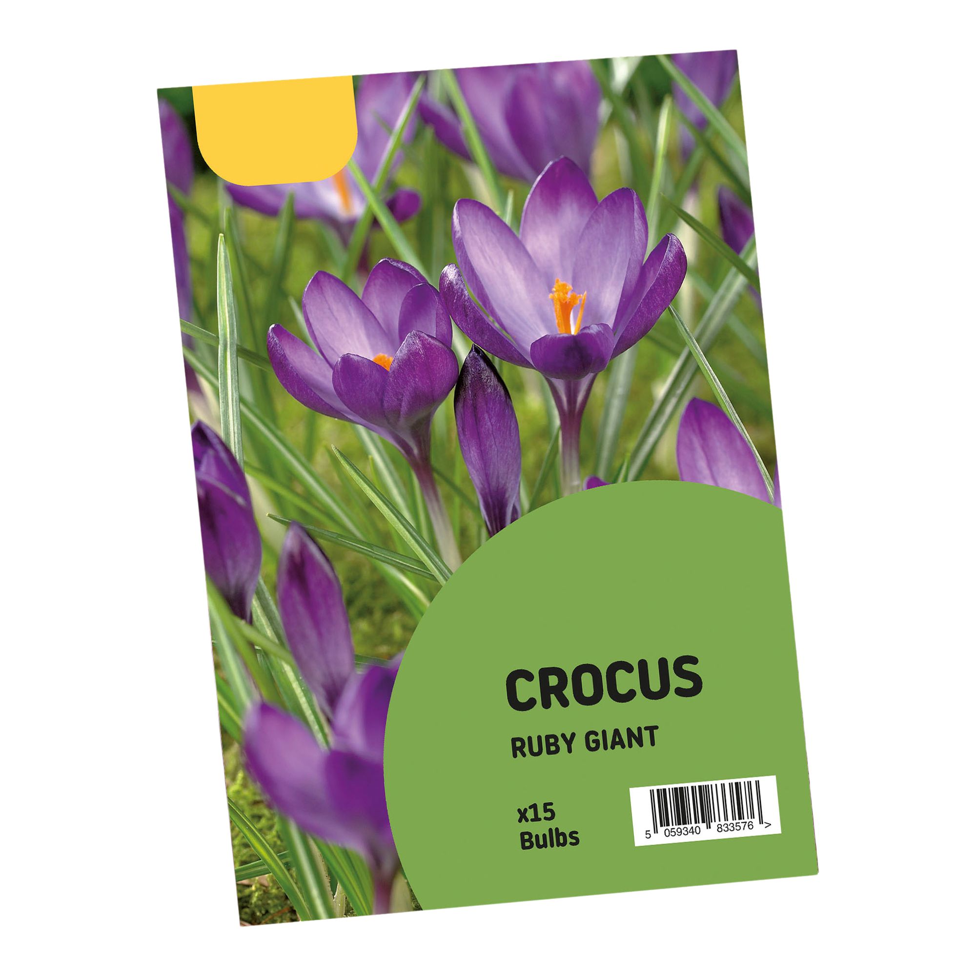 Crocus Ruby Giant 15 Flower bulbs