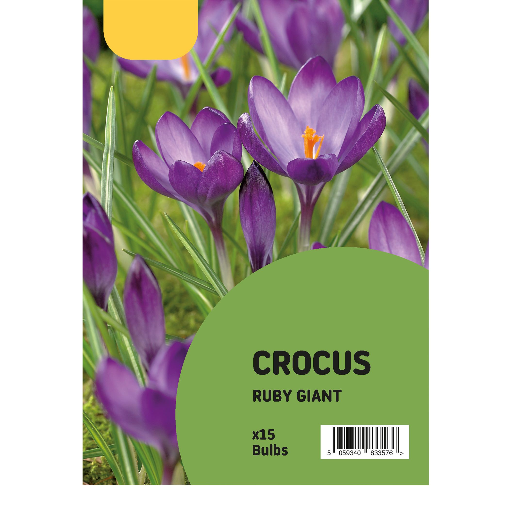 Crocus Ruby Giant Flower bulb, Pack of 15 | DIY at B&Q