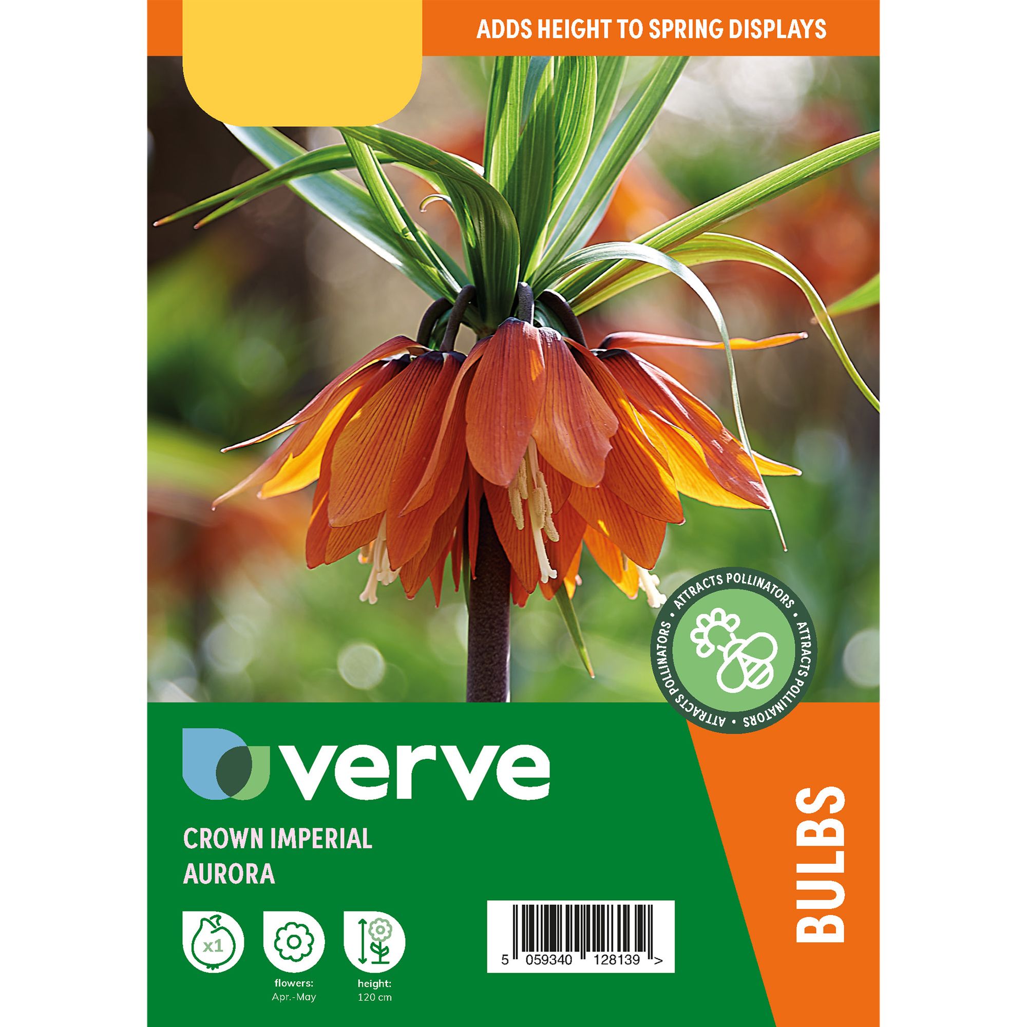 Crown imperial aurora Flower bulb, Pack of 1 | DIY at B&Q