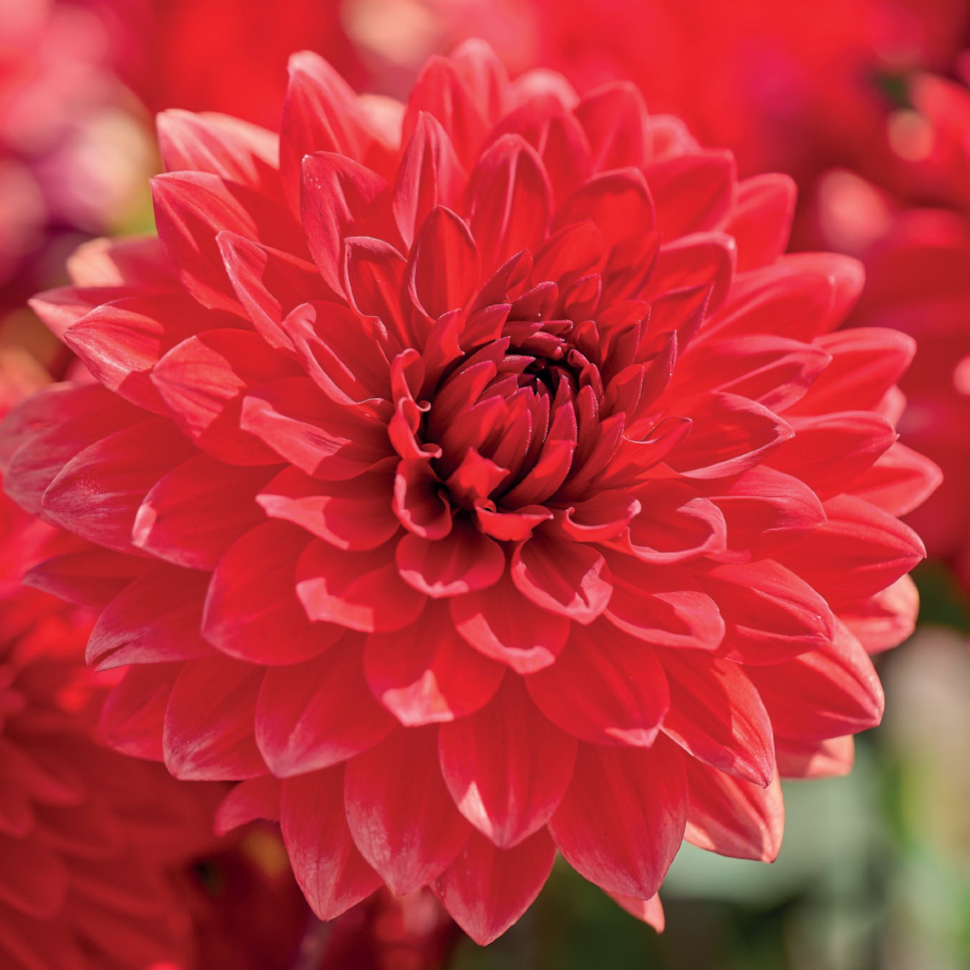 Dahlia Decorative Garden Wonder Flower bulb