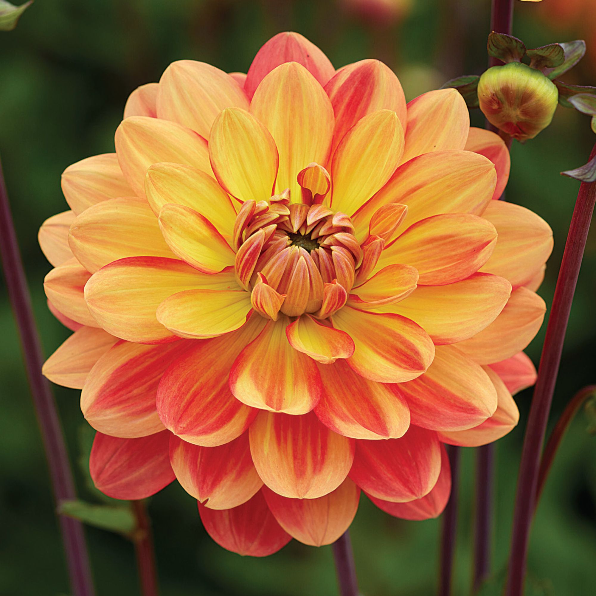 Dahlia Decorative Graceland Flower bulb