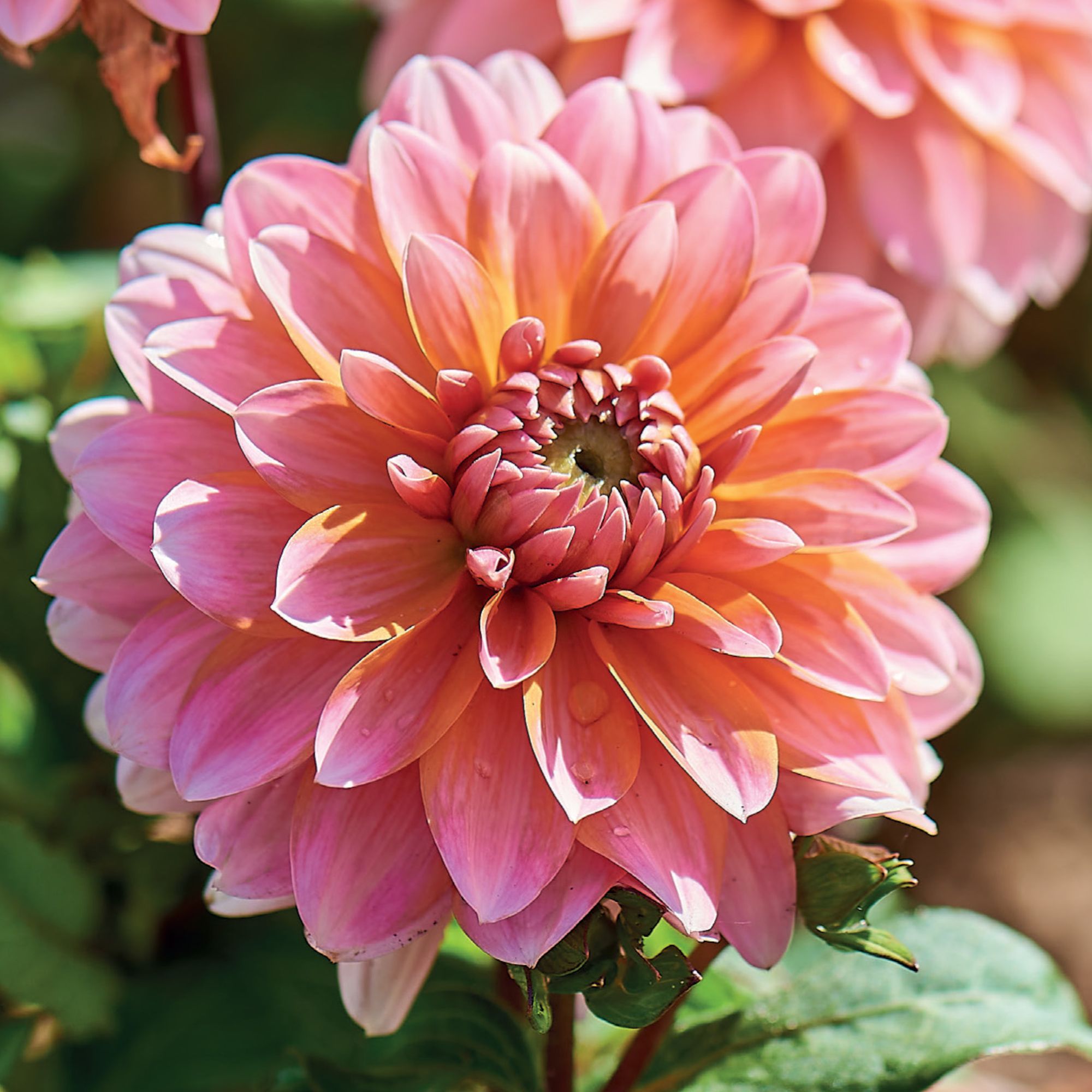 Dahlia Decorative Peaches & Vanilla Flower bulb