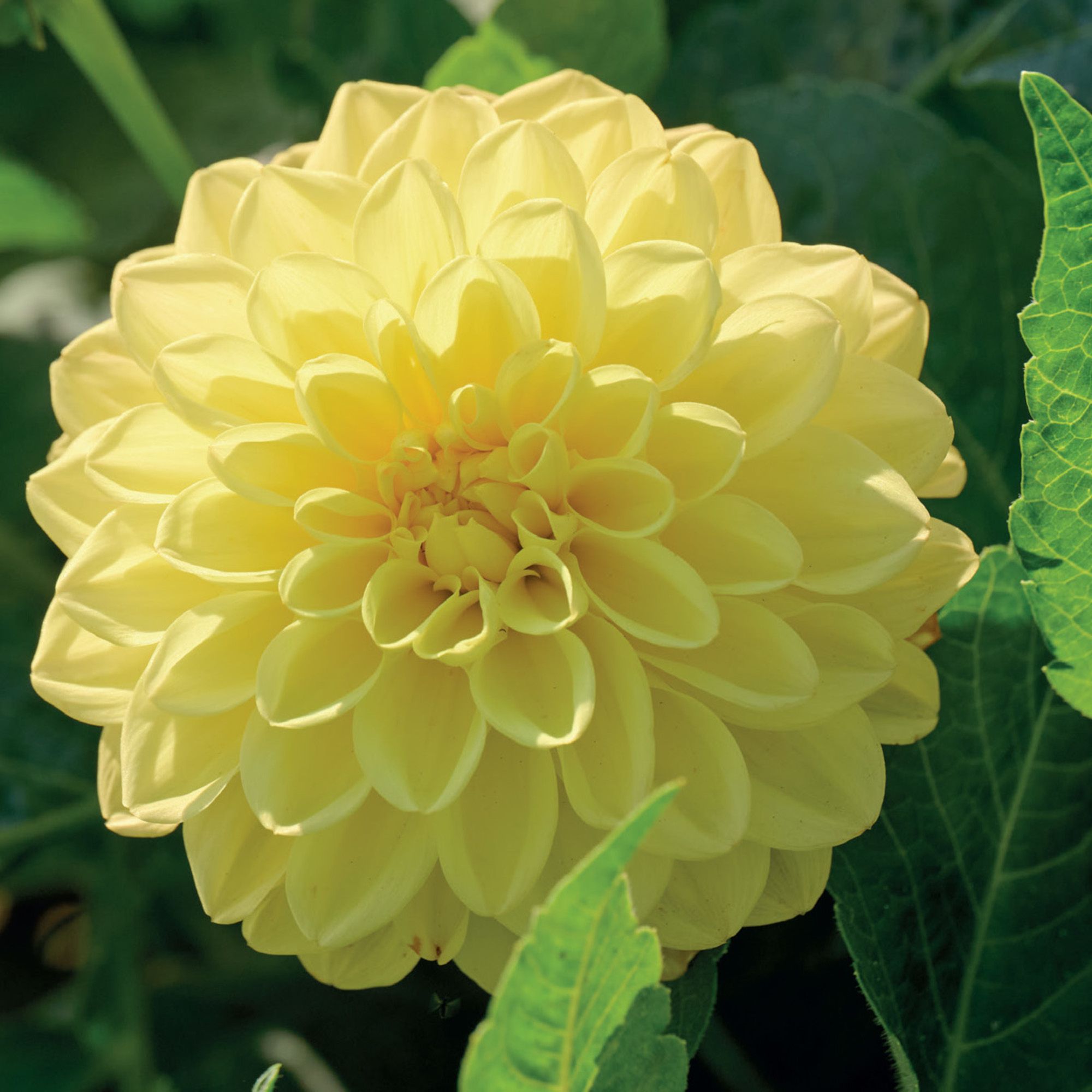 Dahlia Decorative Sisa Flower bulb